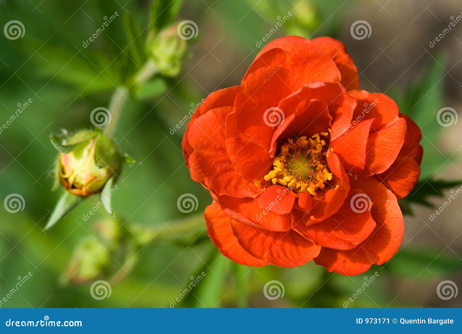 Flor Carmesim Do Potentilla Imagem de Stock - Imagem de verde ...
