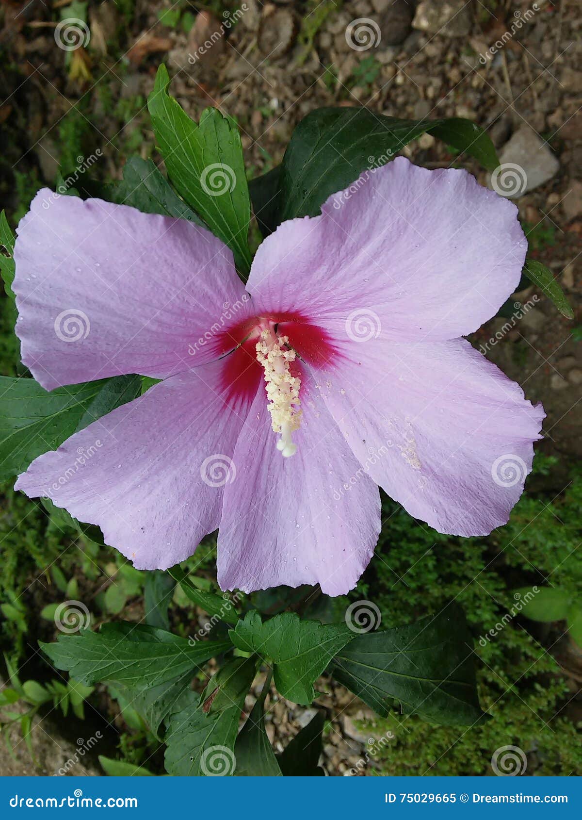 Flor Cayena stock image. Image of plantas, flor, venezuela - 75029665