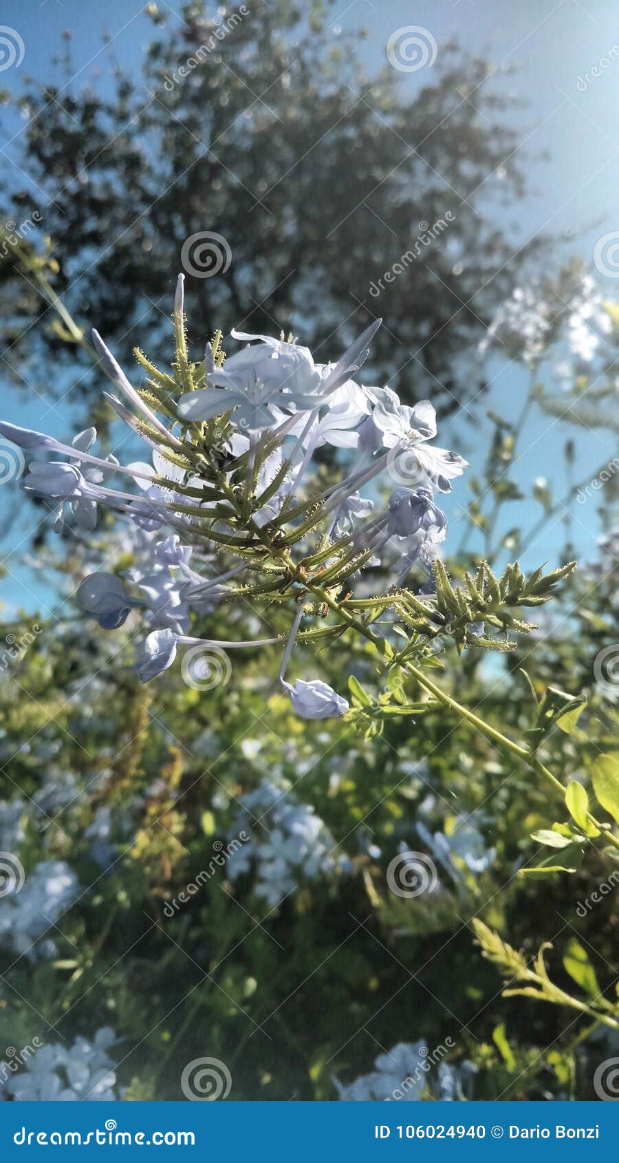 1,098 Celestial Flower Fotos - Fotos de Stock Gratuitas e Fotos Royalty ...