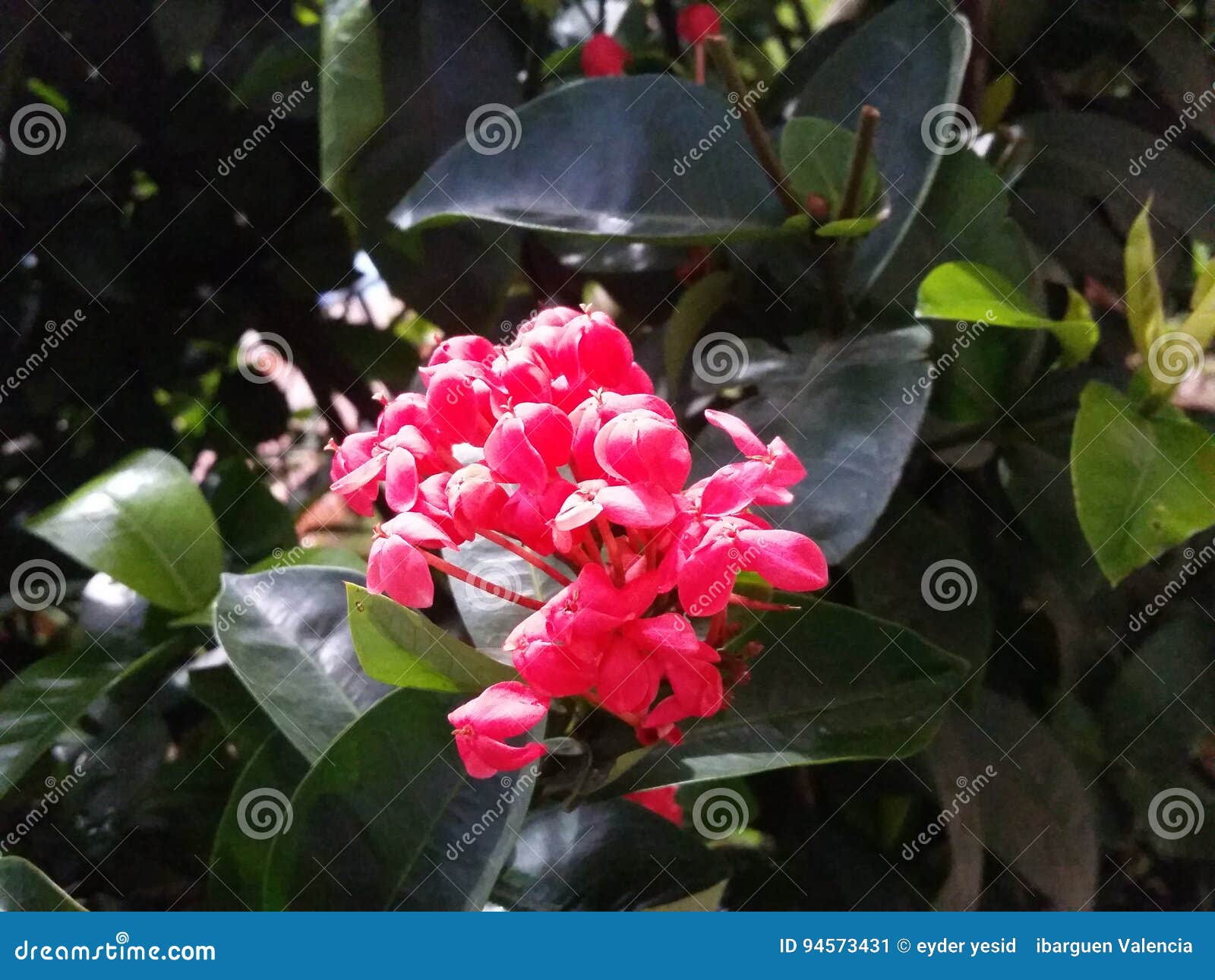 Flor colombiana 2 stock image. Image of medellin, belleza - 94573431