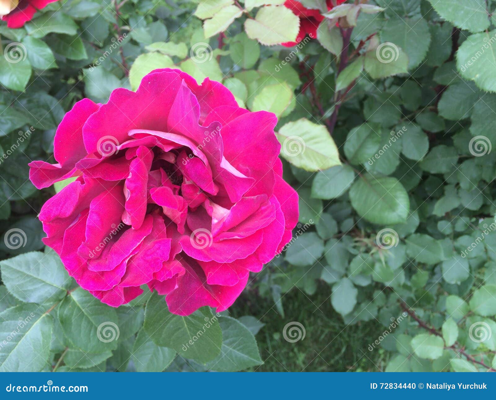 Flor Color De Rosa De La Violeta Foto de archivo - Imagen de planta ...