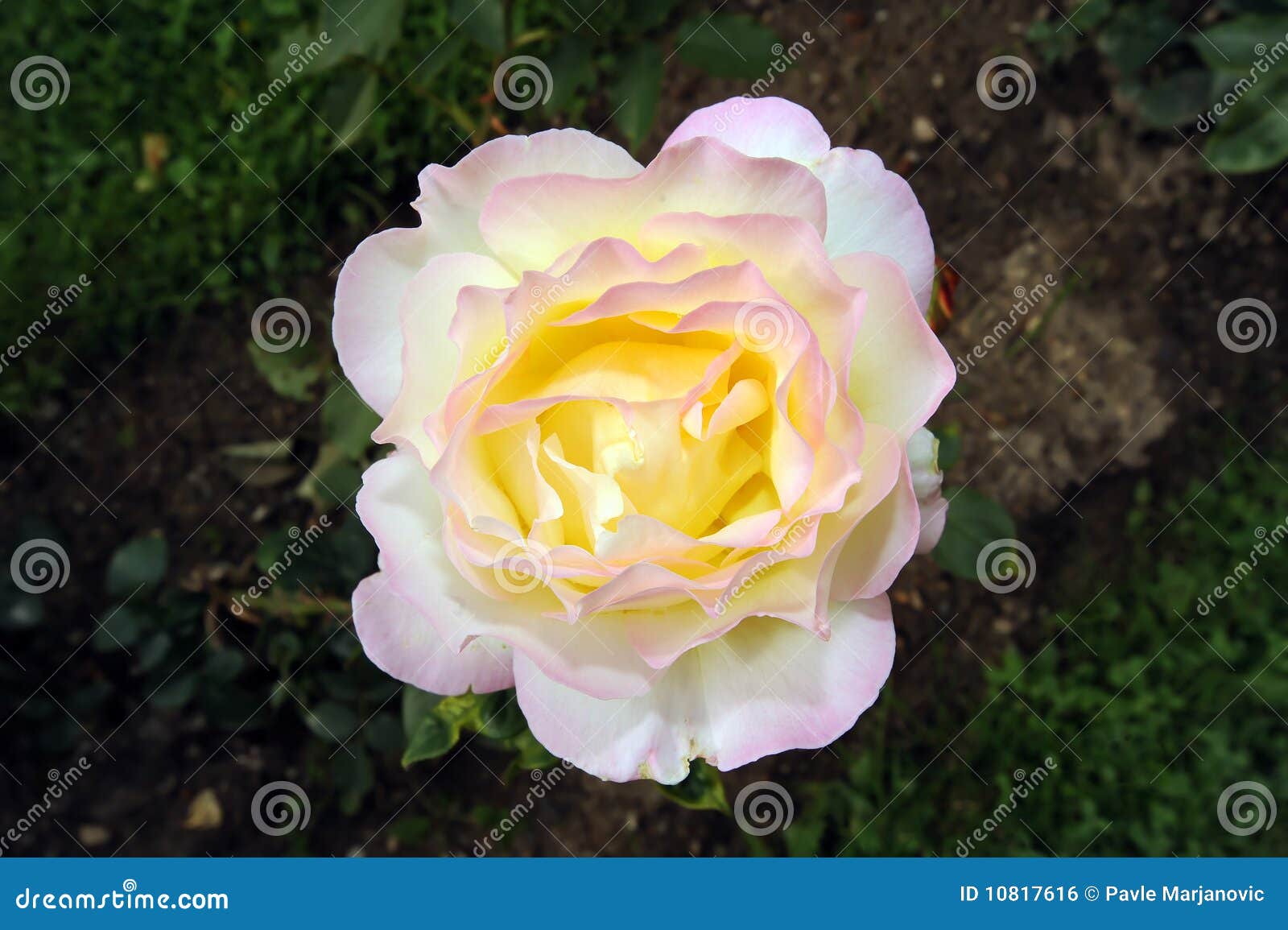 Flor Color De Rosa Del Amarillo Foto de archivo - Imagen de flor ...