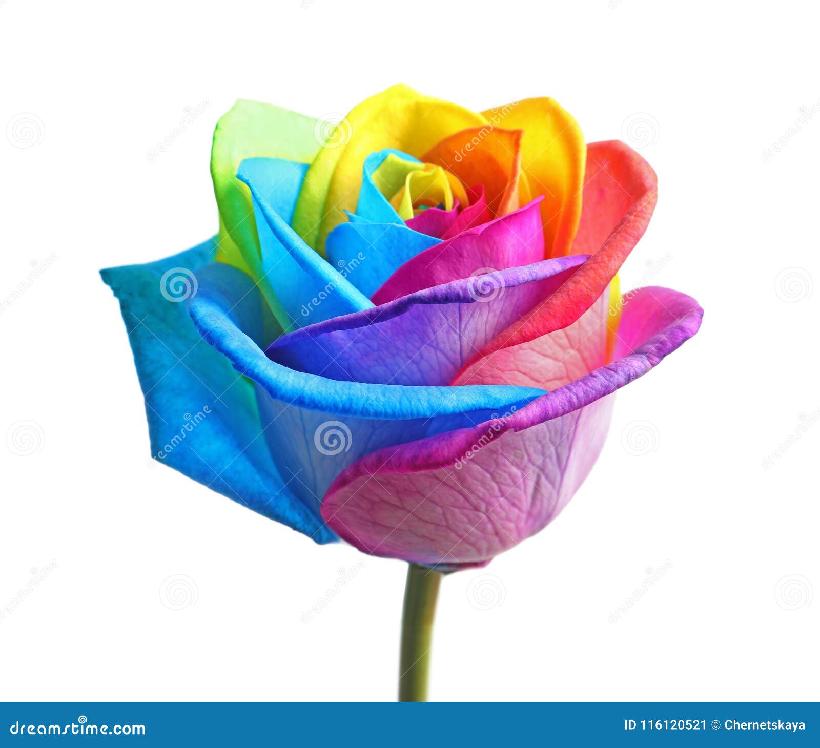 Flor Color De Rosa Del Arco Iris Asombroso Imagen de archivo - Imagen ...