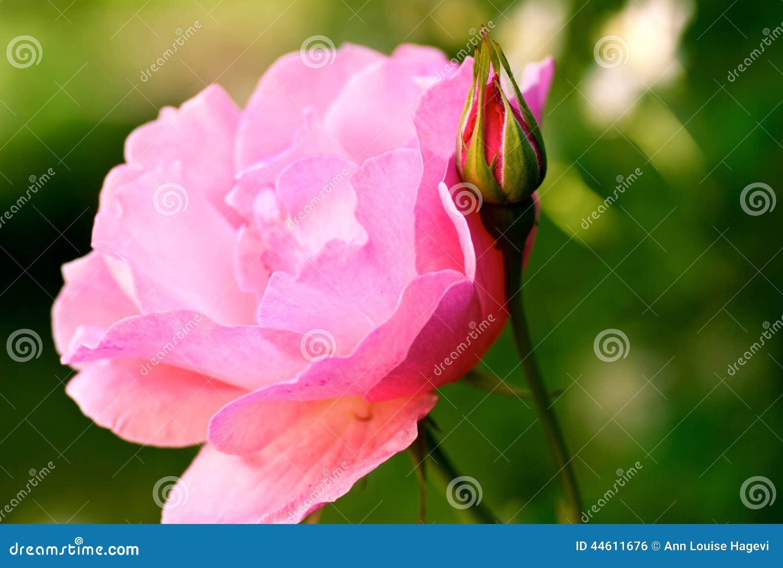 Flor Color De Rosa Del Color De Rosa Foto de archivo - Imagen de ...