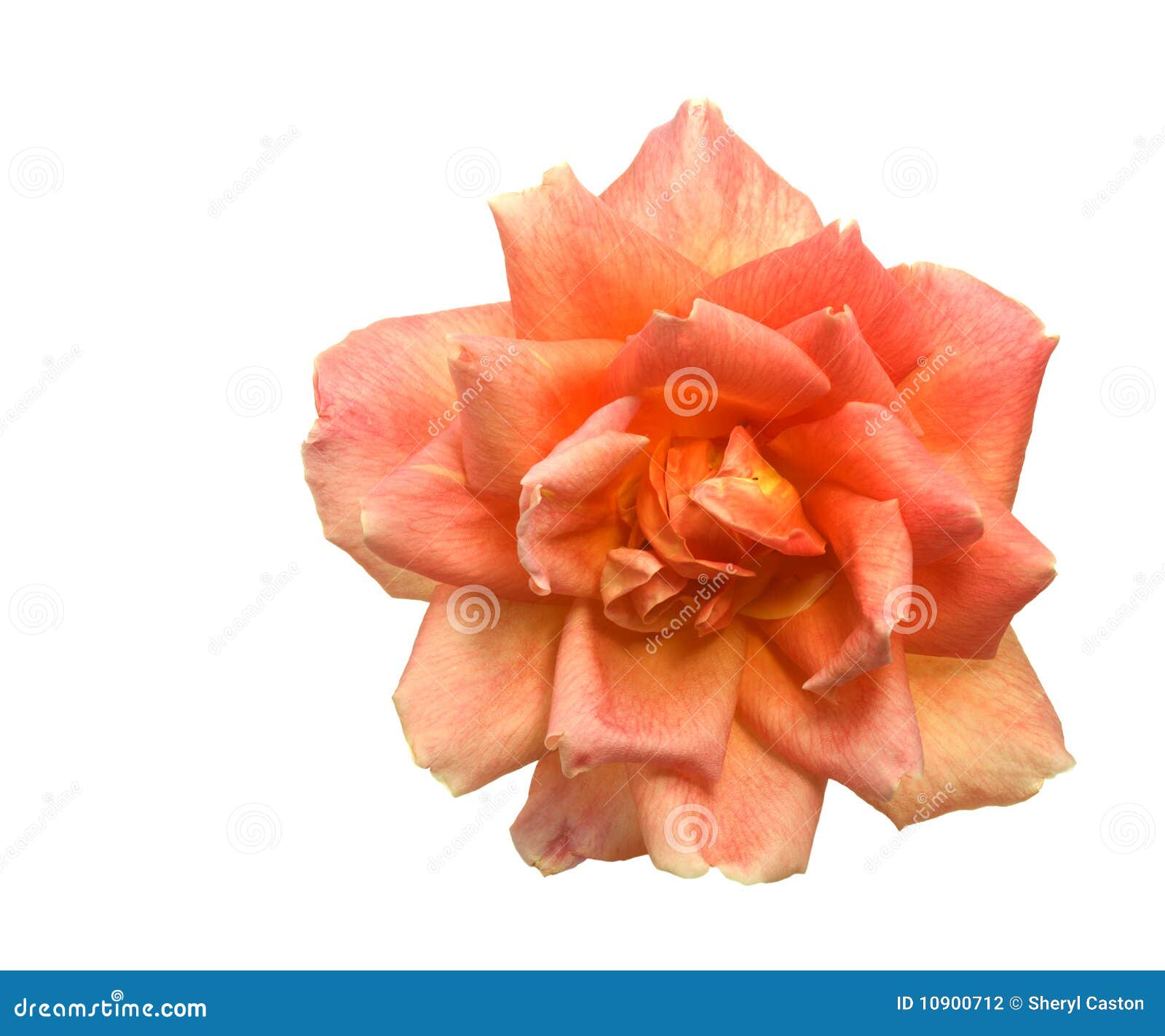 Flor Color De Rosa Del Resorte Foto de archivo - Imagen de amor, afecto ...