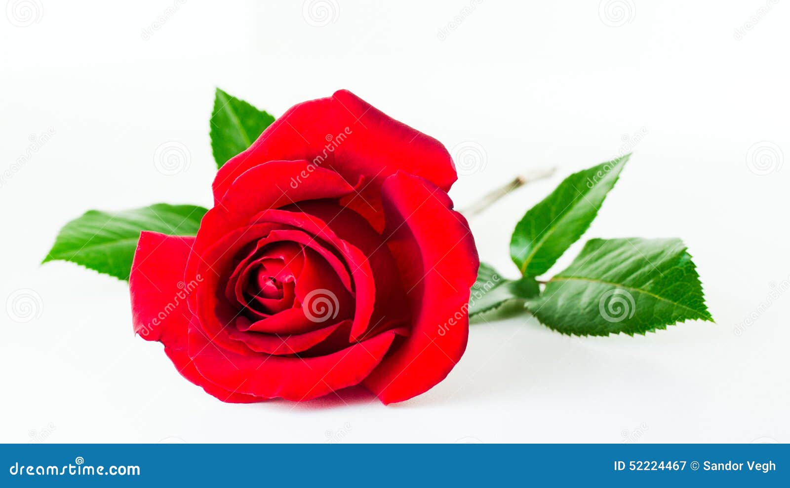 Flor Color De Rosa Del Rojo Imagen de archivo - Imagen de celebraciones ...