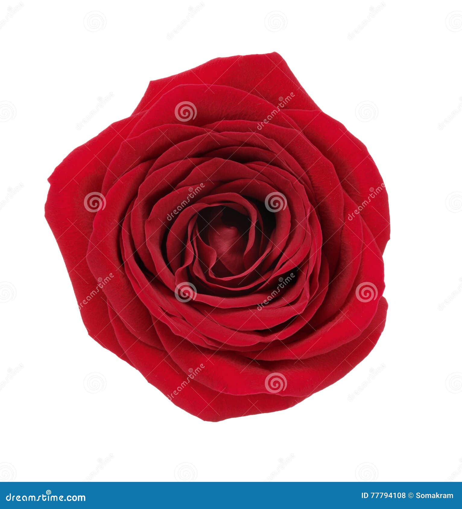 Flor Color De Rosa Del Rojo Foto de archivo - Imagen de romance, flor ...