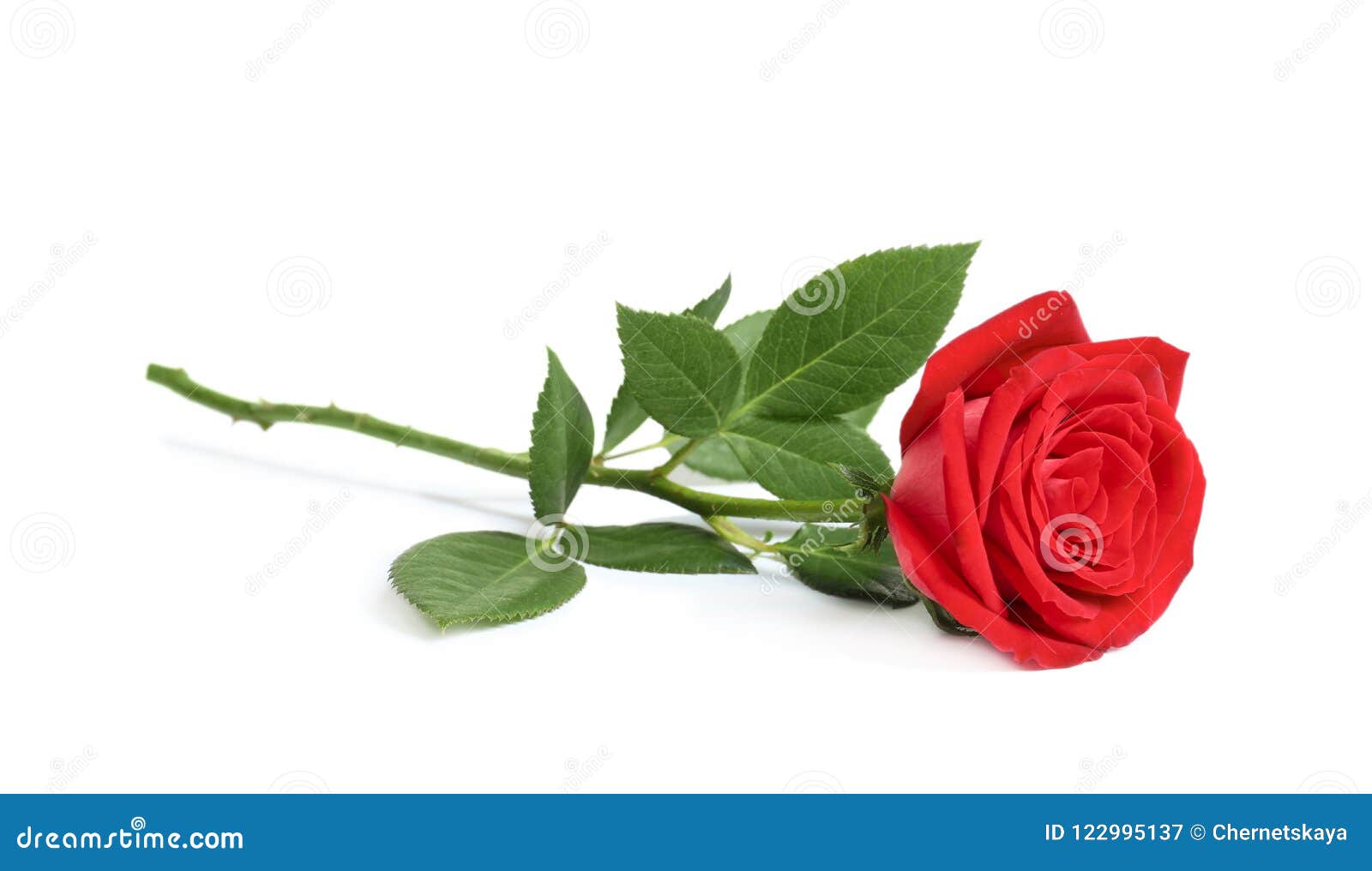 Flor Color De Rosa Del Rojo Hermoso Imagen de archivo - Imagen de ...