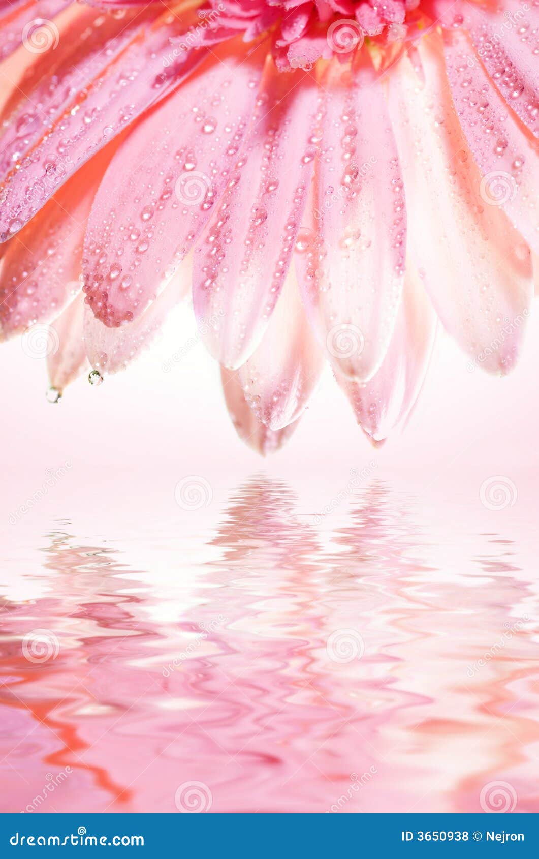 Flor color de rosa hermosa foto de archivo. Imagen de resorte - 3650938