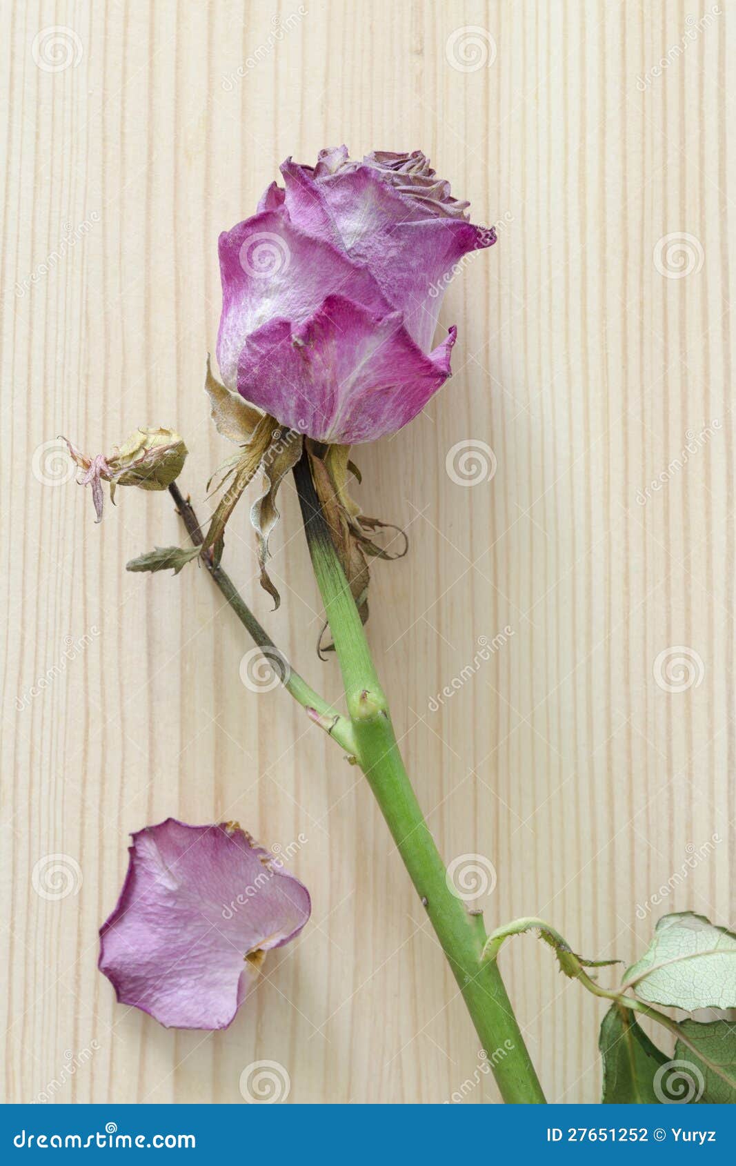 Flor Color De Rosa Marchitada Foto de archivo - Imagen de pétalo ...