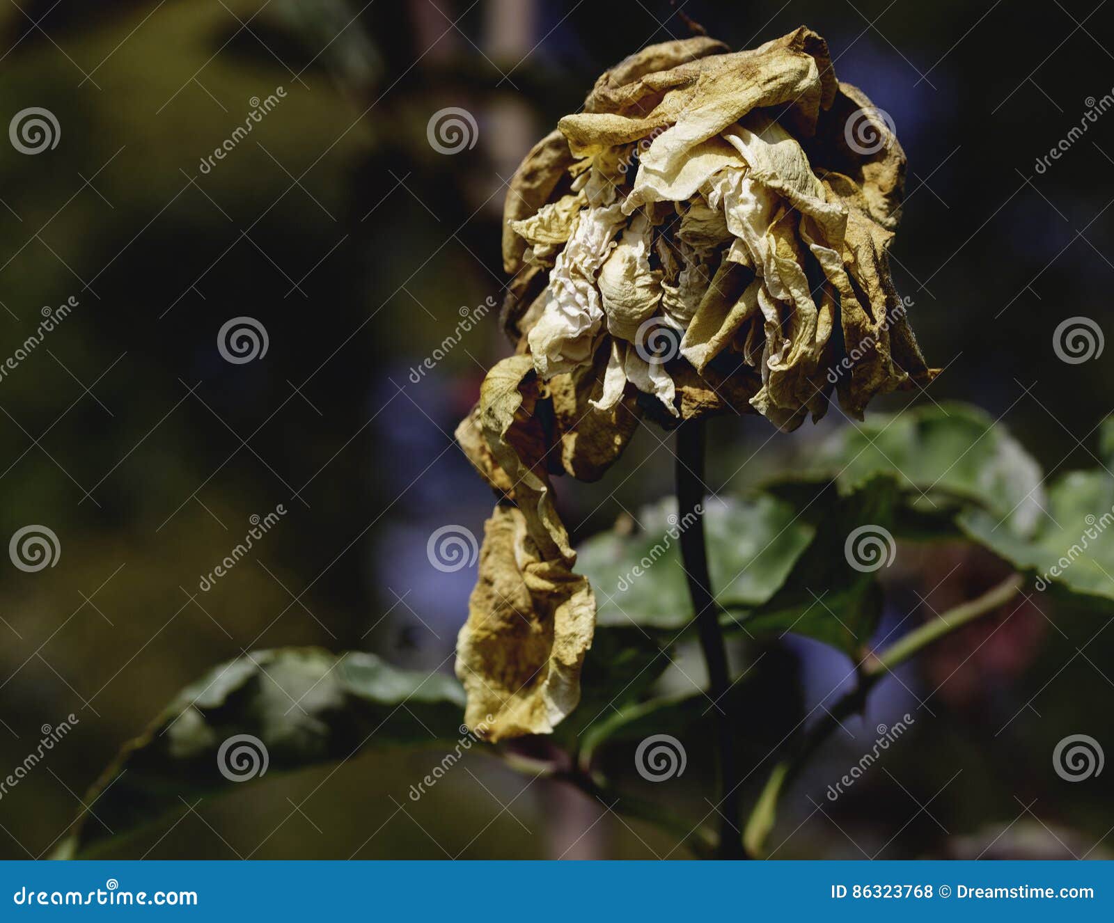 Flor Color De Rosa Marchitada Foto de archivo - Imagen de marchitado ...