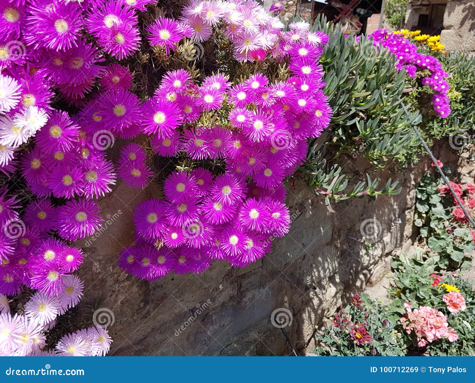 Flor colorida imagen de archivo. Imagen de rosa, colorido - 100712269