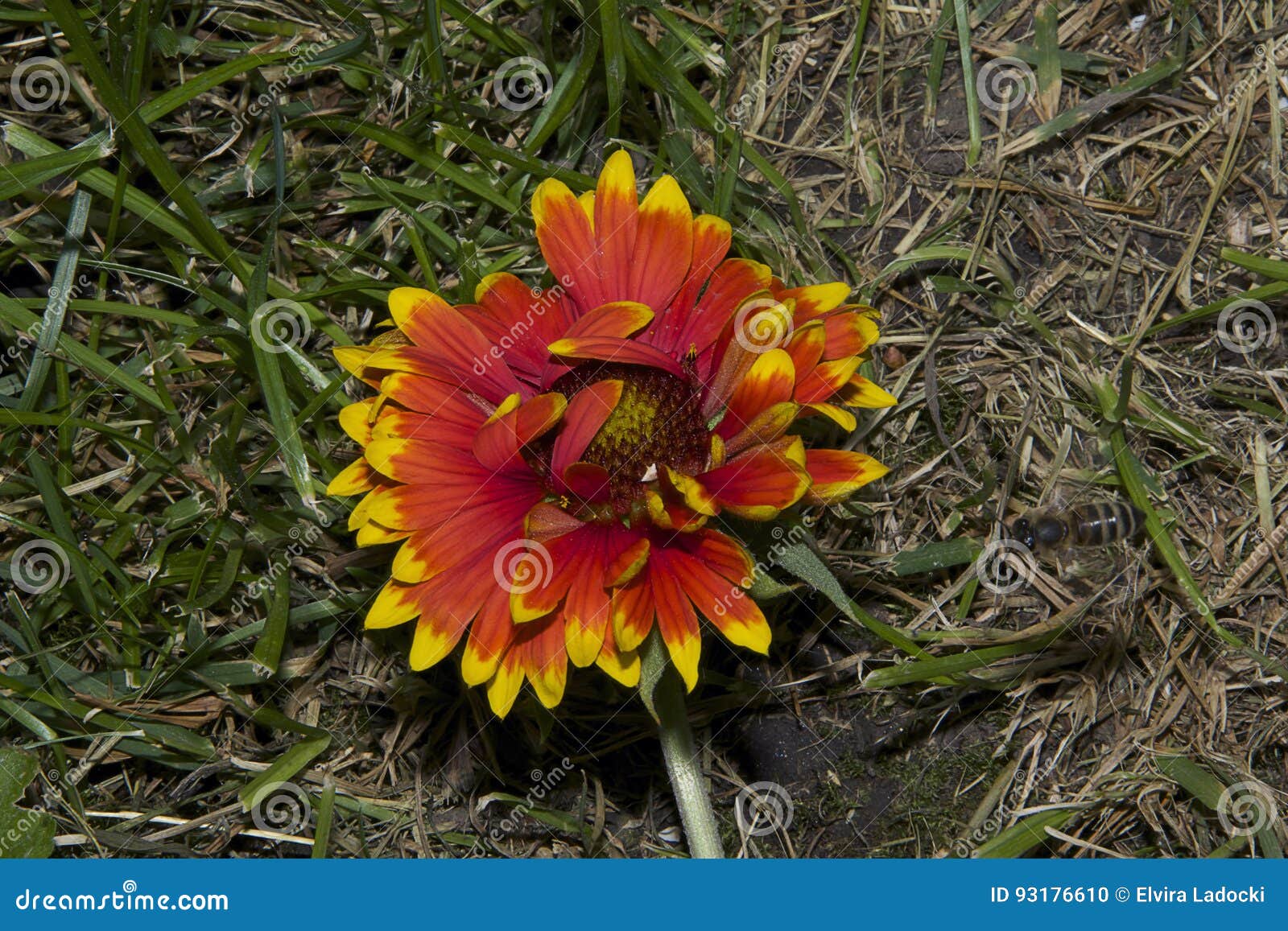 Flor colorida foto de archivo. Imagen de hermoso, decoraciones - 93176610