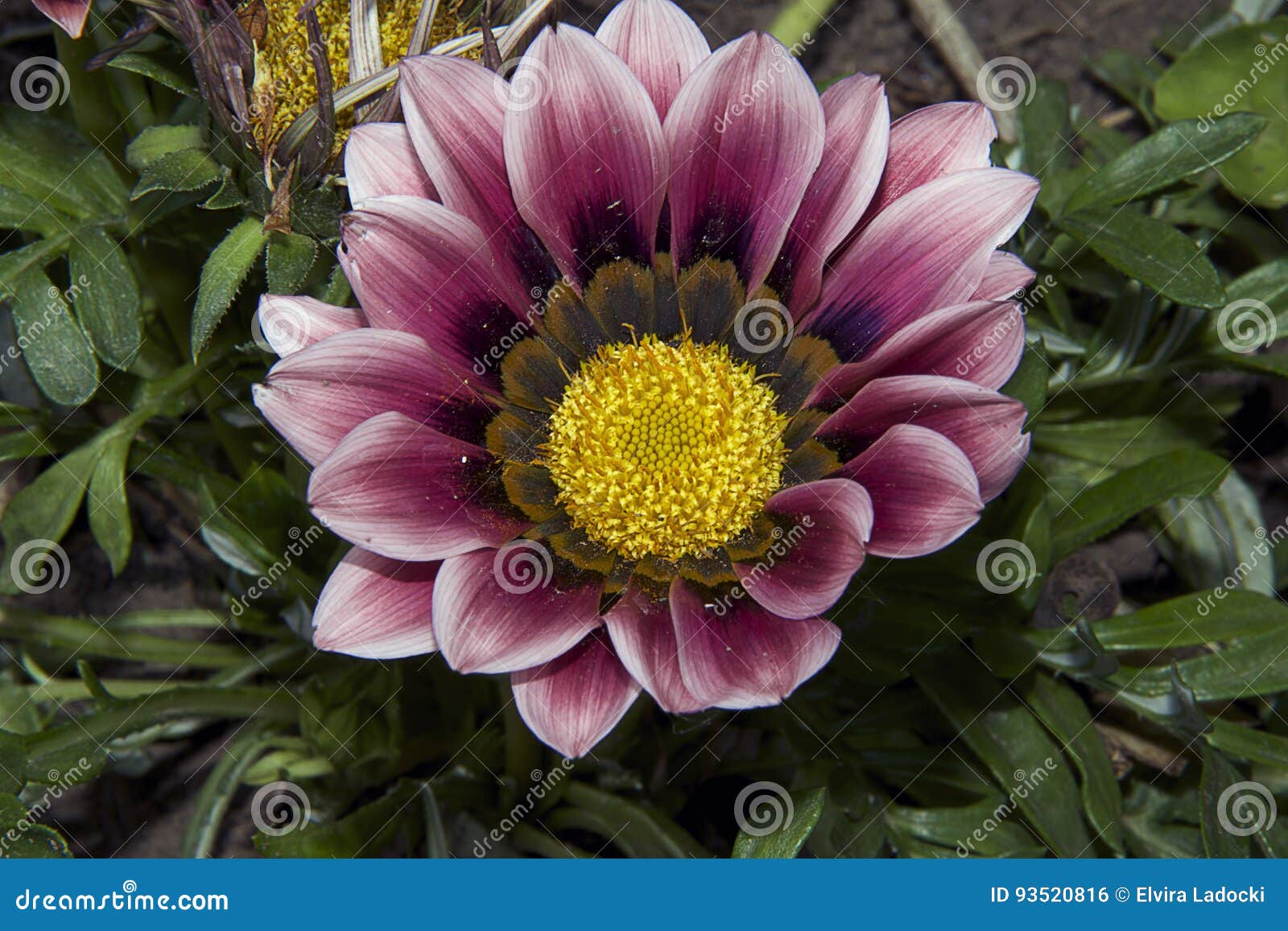 Flor colorida foto de archivo. Imagen de multicolor, resplandeciente ...