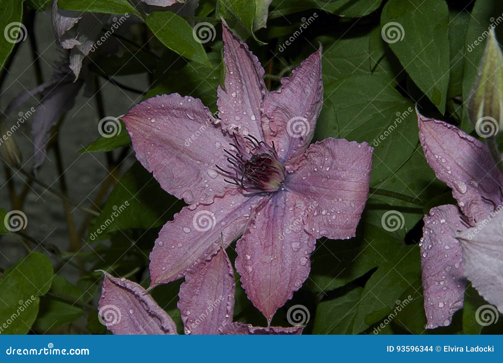 Flor colorida foto de archivo. Imagen de multicolor, rosa - 93596344