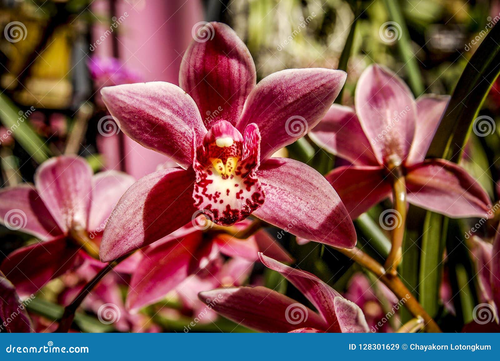 Flor Colorida Del Cymbidium Imagen de archivo - Imagen de belleza ...