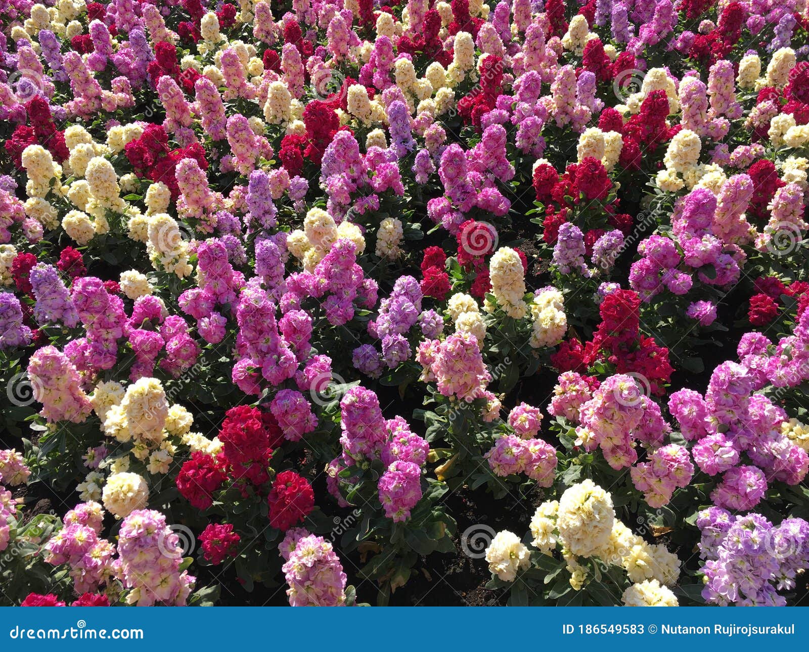 Flor colorida imagen de archivo. Imagen de flor, plantas - 186549583