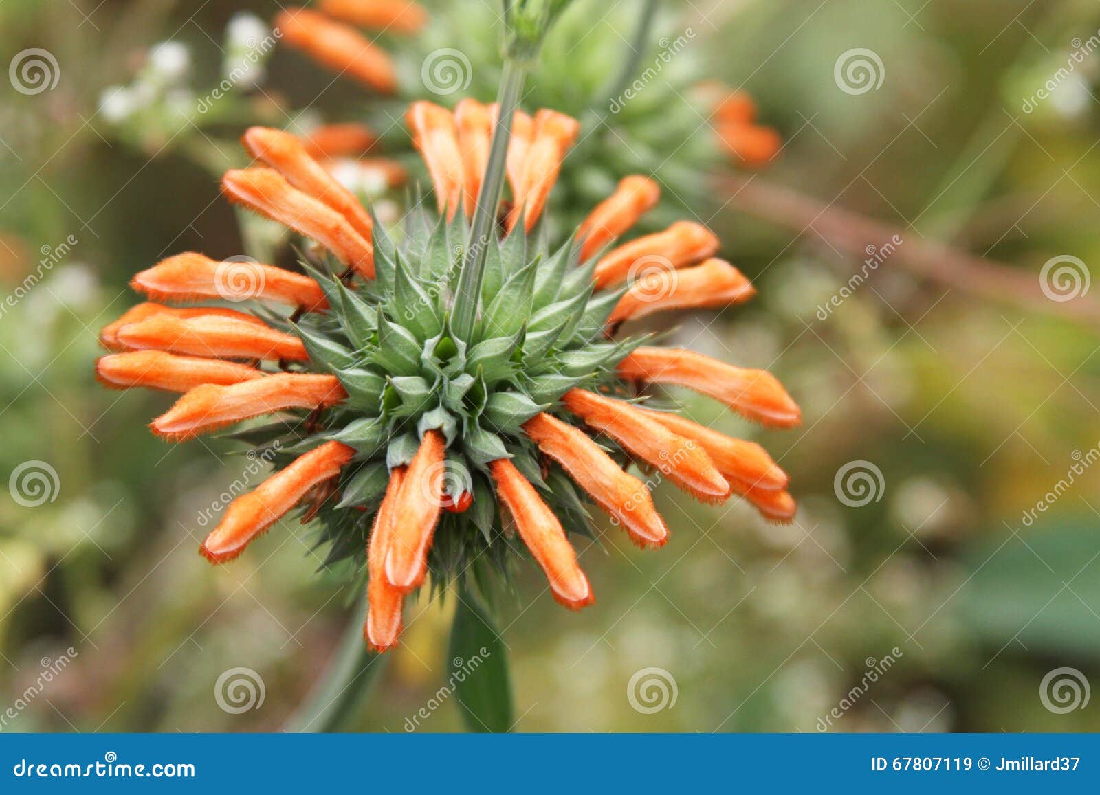 Flor Completa Da Flor Alaranjada Do Bálsamo De Abelha Imagem de Stock ...