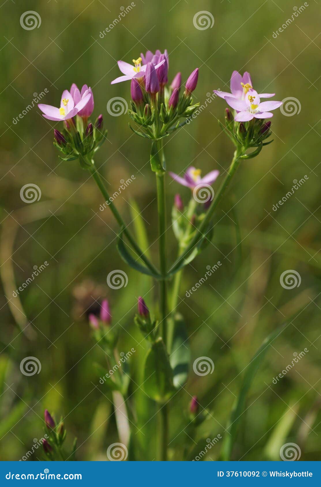 Flor comum do Centaury foto de stock. Imagem de flor - 37610092