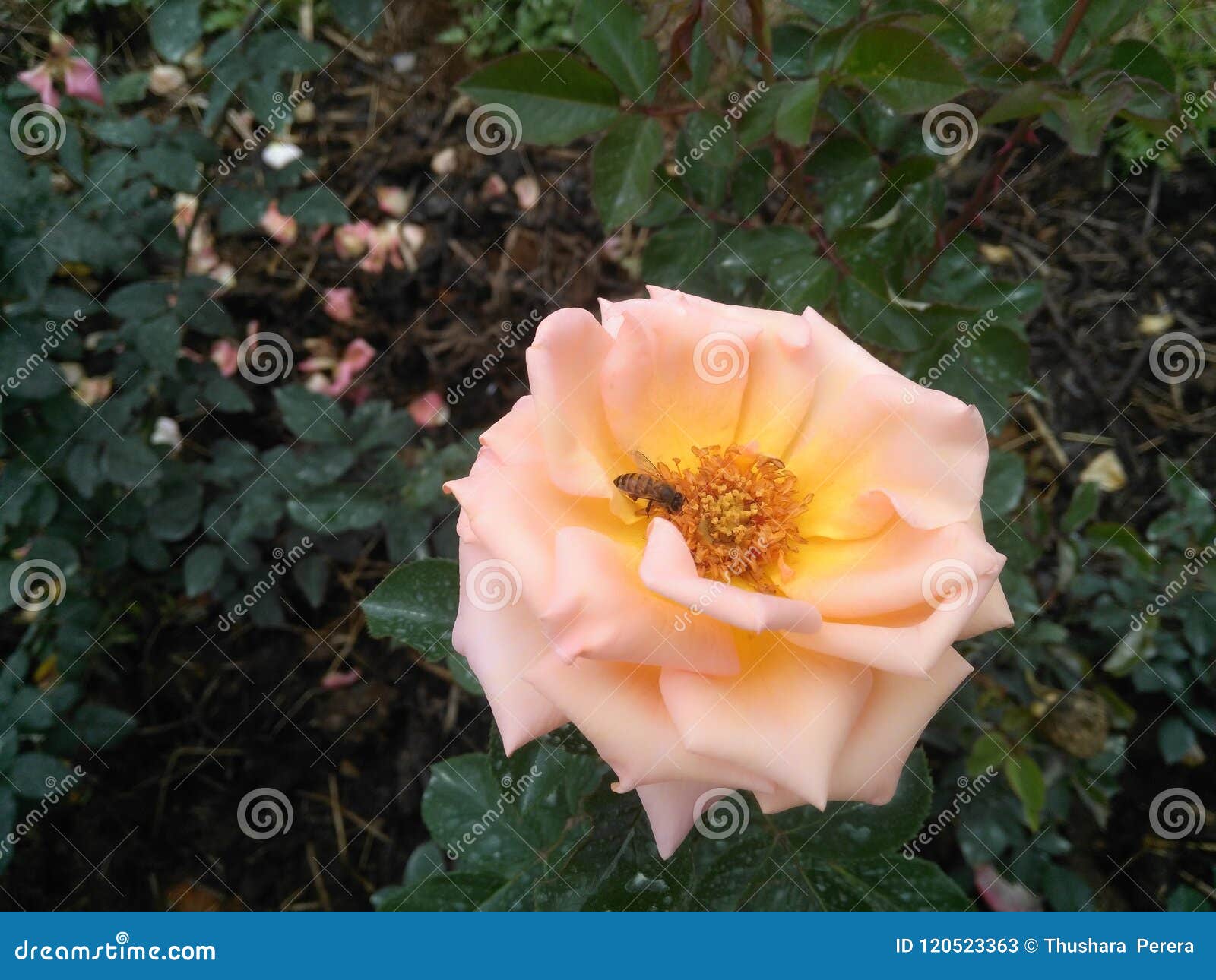 Flor con la abeja imagen de archivo. Imagen de abeja - 120523363