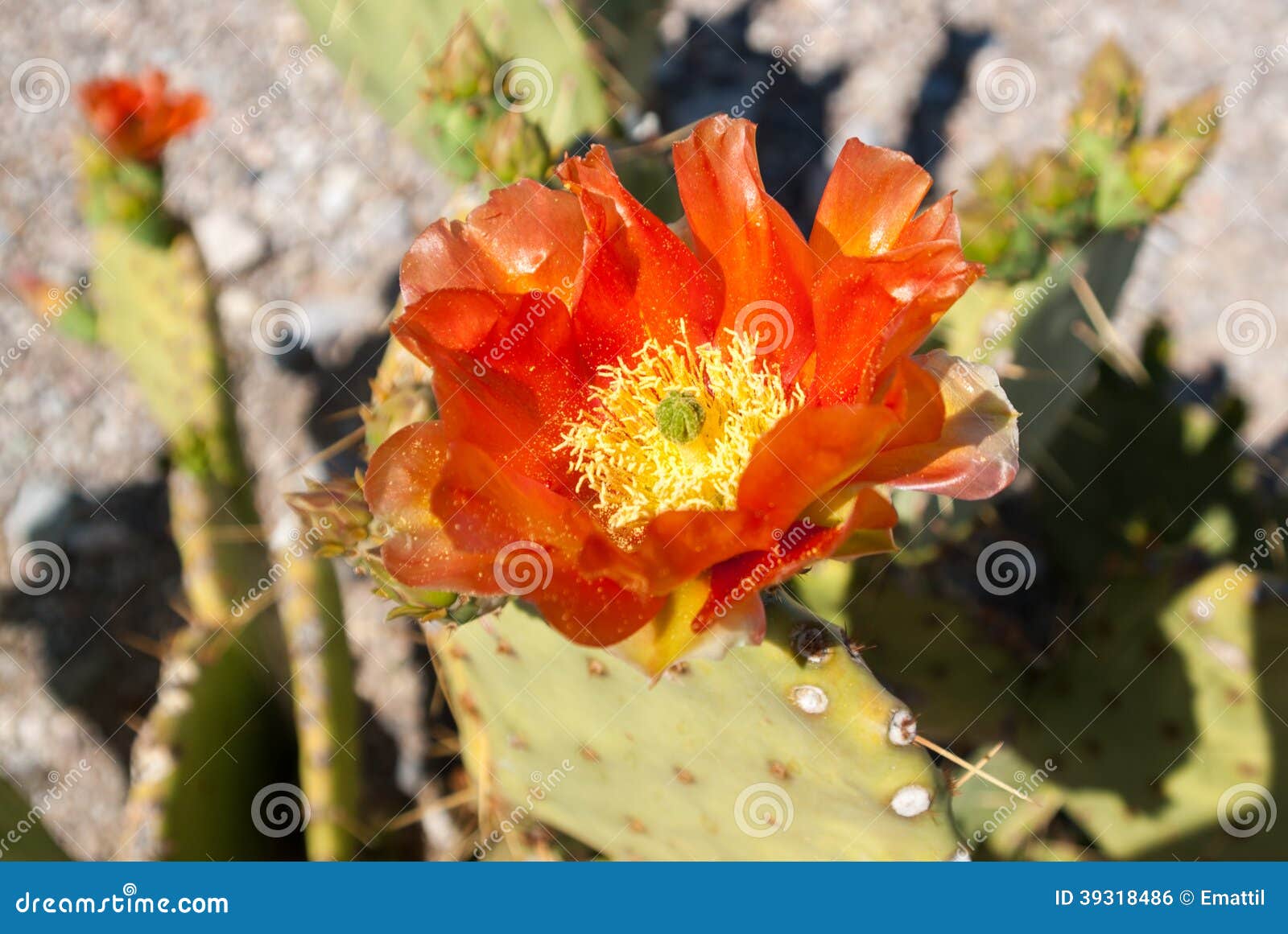 Flor con polen foto de archivo. Imagen de resorte, arena - 39318486