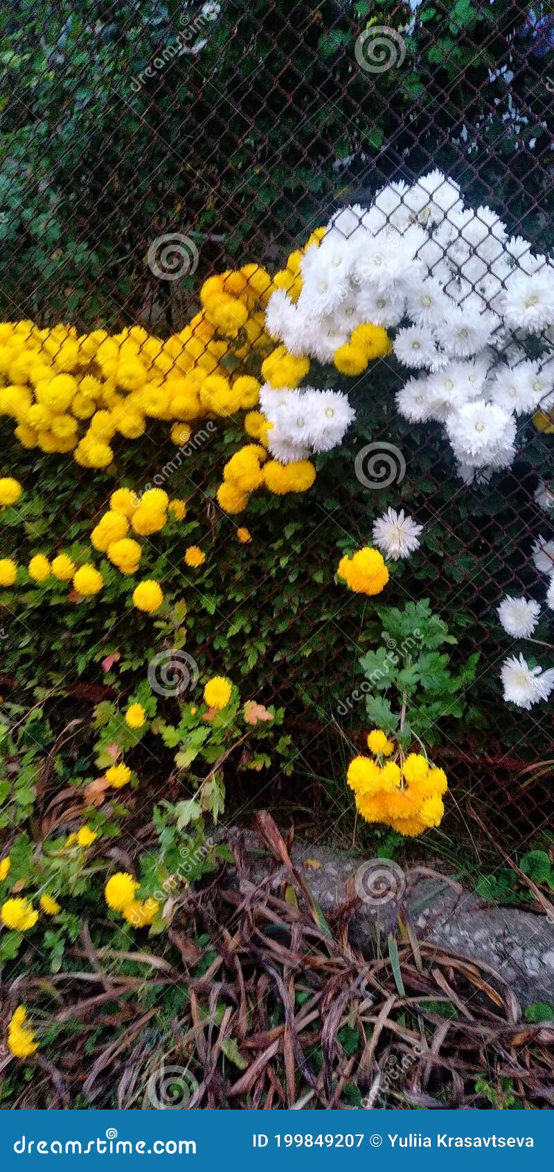 Flor con y imagen de archivo. Imagen de producto, pétalo - 199849207