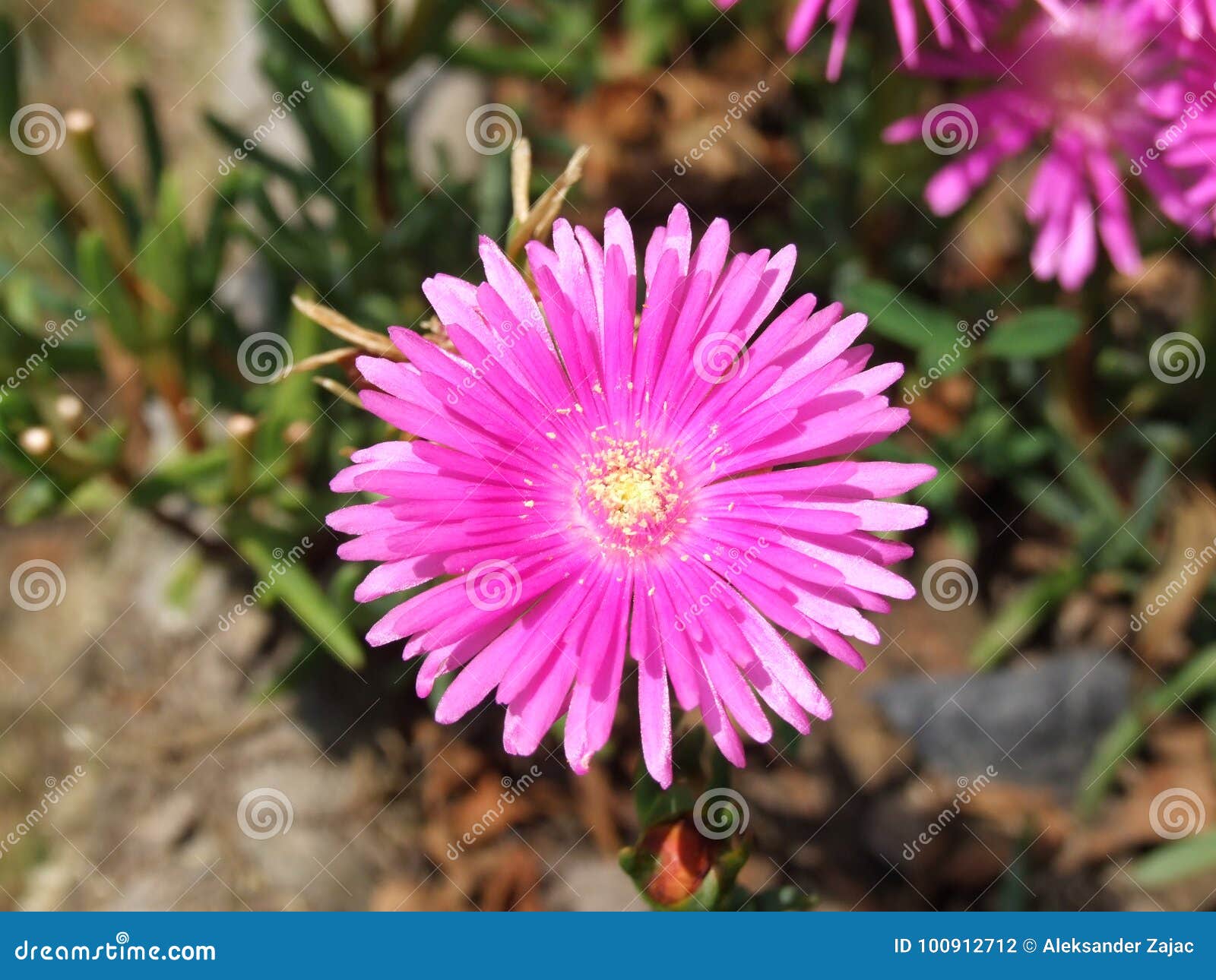 Flor cor-de-rosa 6 foto de stock. Imagem de folha, olhar - 100912712