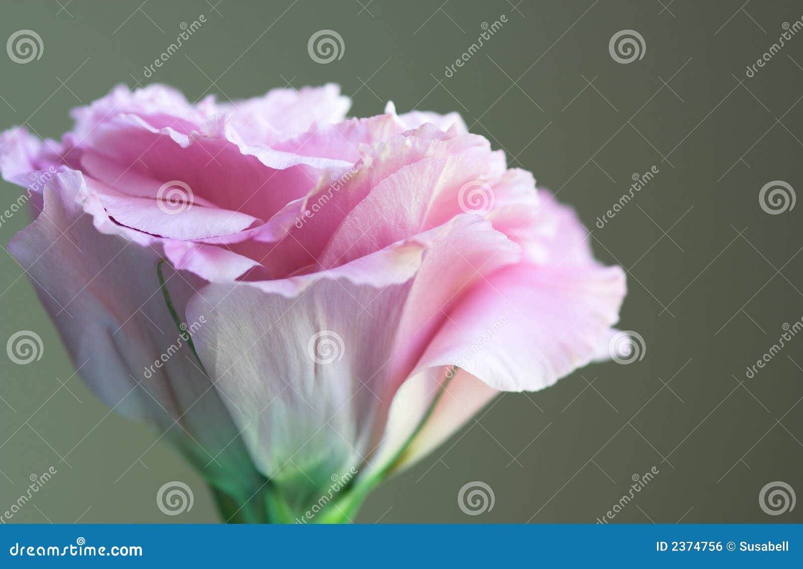 Flor cor-de-rosa foto de stock. Imagem de romance, pétalas - 2374756