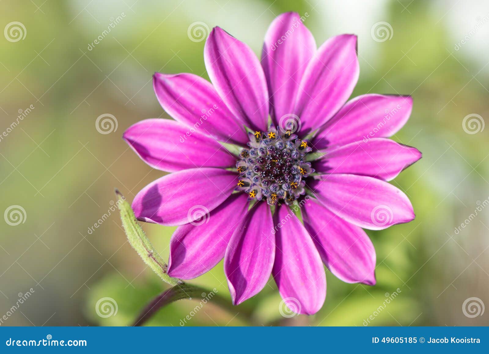 Flor cor-de-rosa imagem de stock. Imagem de branco, flor - 49605185