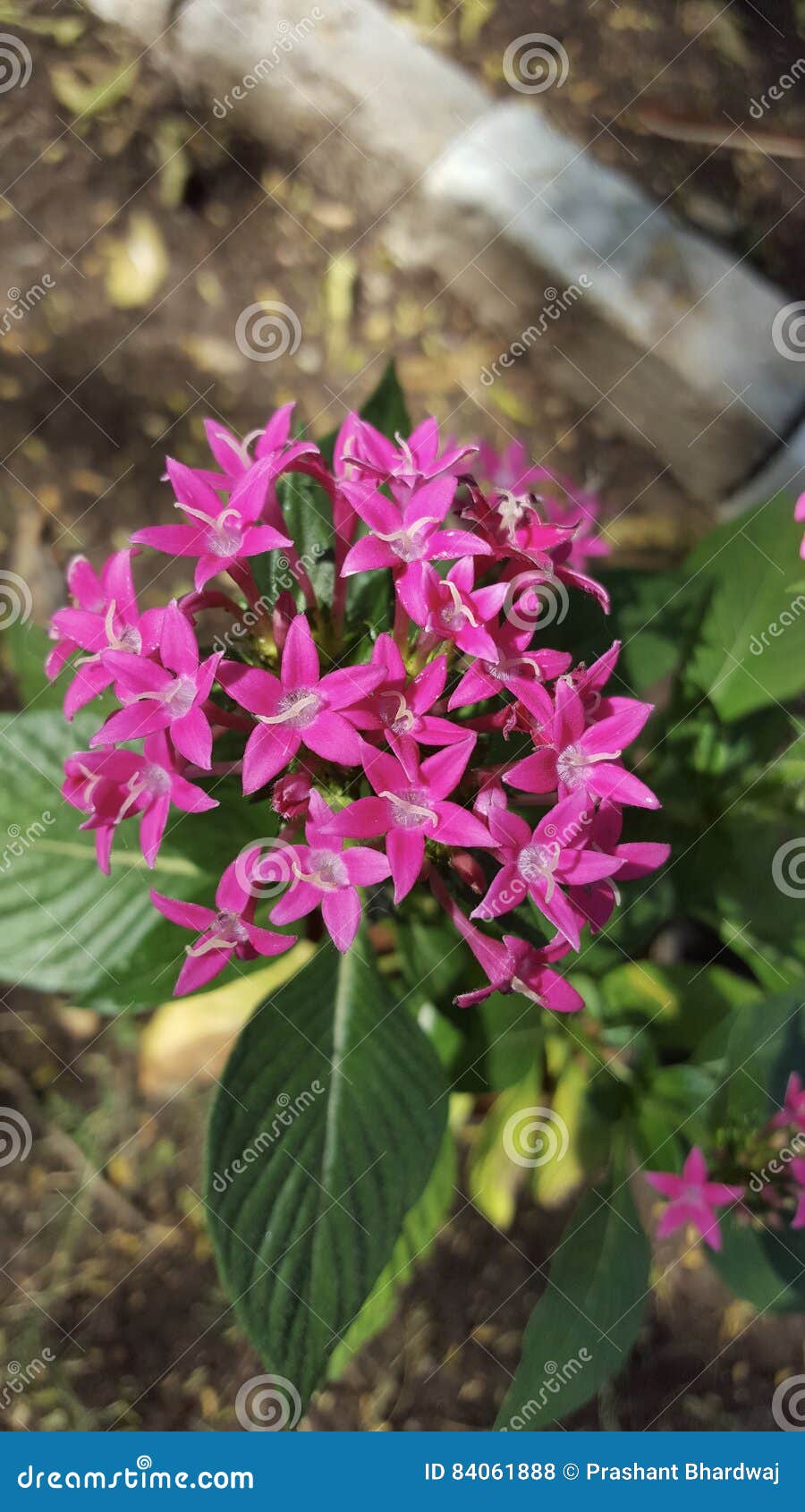 Flor cor-de-rosa foto de stock. Imagem de bonito, retrato - 84061888