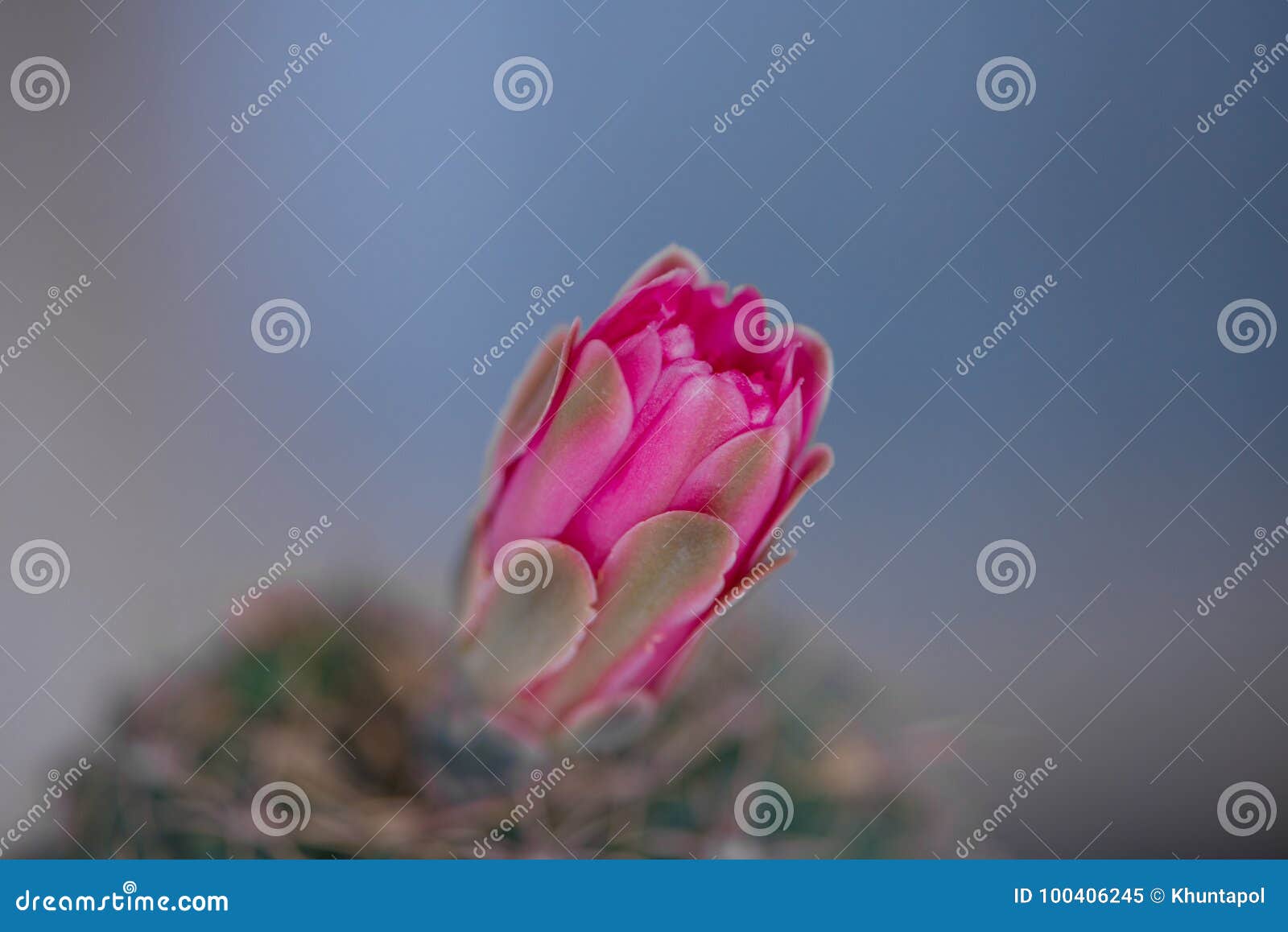 Flor Cor-de-rosa Ascendente Fechado Do Cacto Imagem de Stock - Imagem ...