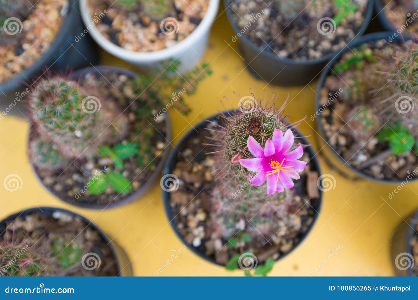 Flor Cor-de-rosa Ascendente Fechado Do Cacto Imagem de Stock - Imagem ...