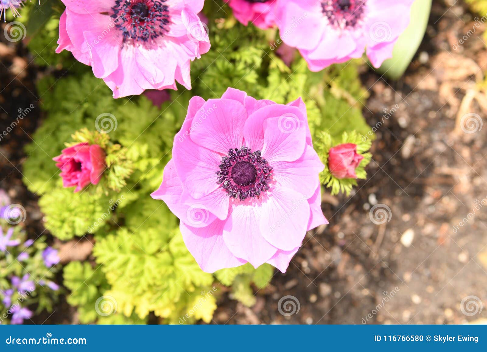 Flor cor-de-rosa brilhante foto de stock. Imagem de flores - 116766580