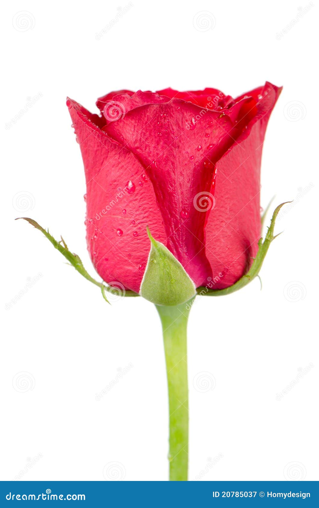 Flor Cor-de-rosa Da Cor-de-rosa Imagem de Stock - Imagem de pétalas ...