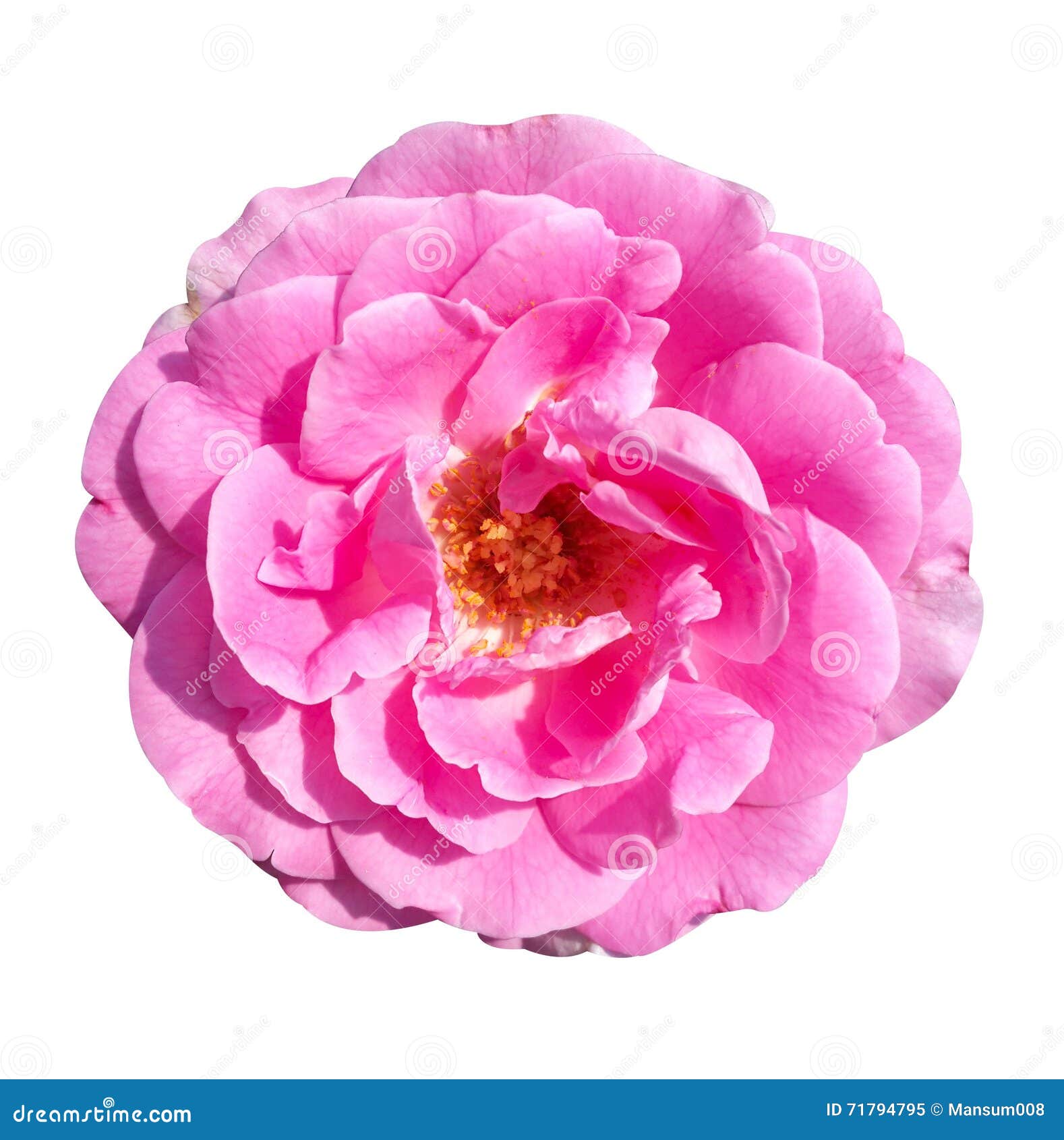 Flor Cor-de-rosa Da Cor-de-rosa Imagem de Stock - Imagem de nave ...
