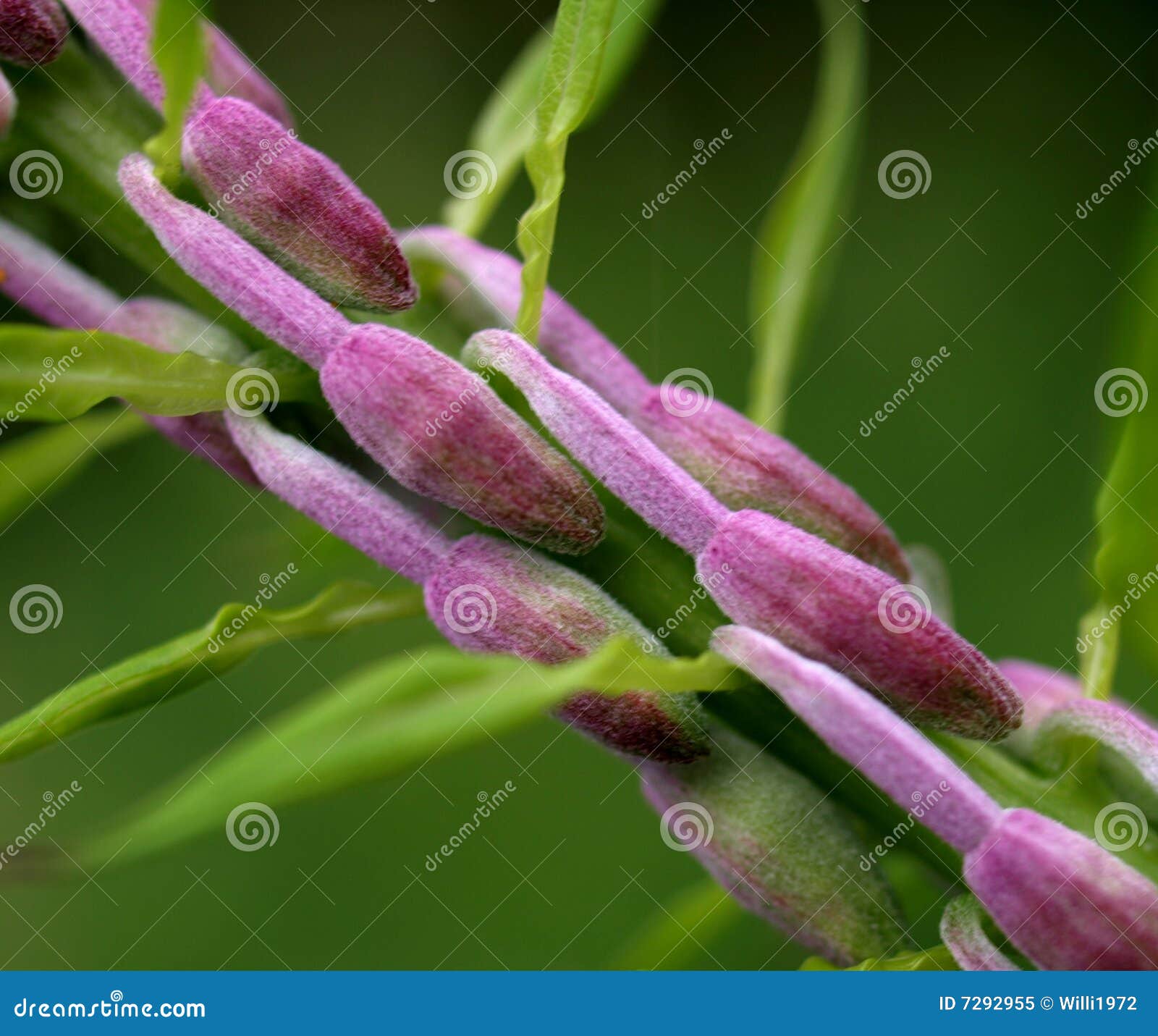 Flor Cor-de-rosa Da Erva Do Salgueiro De Louro Cor-de-rosa Imagem de ...