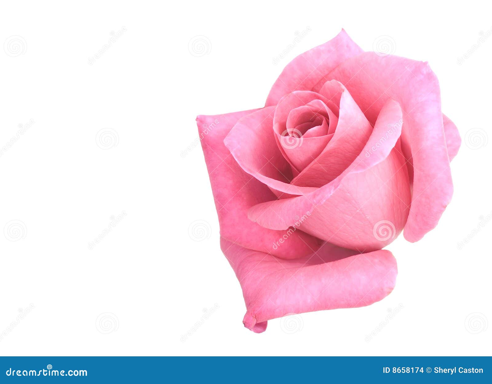 Flor Cor-de-rosa Da Flor Da Cor-de-rosa Foto de Stock - Imagem de rosa ...