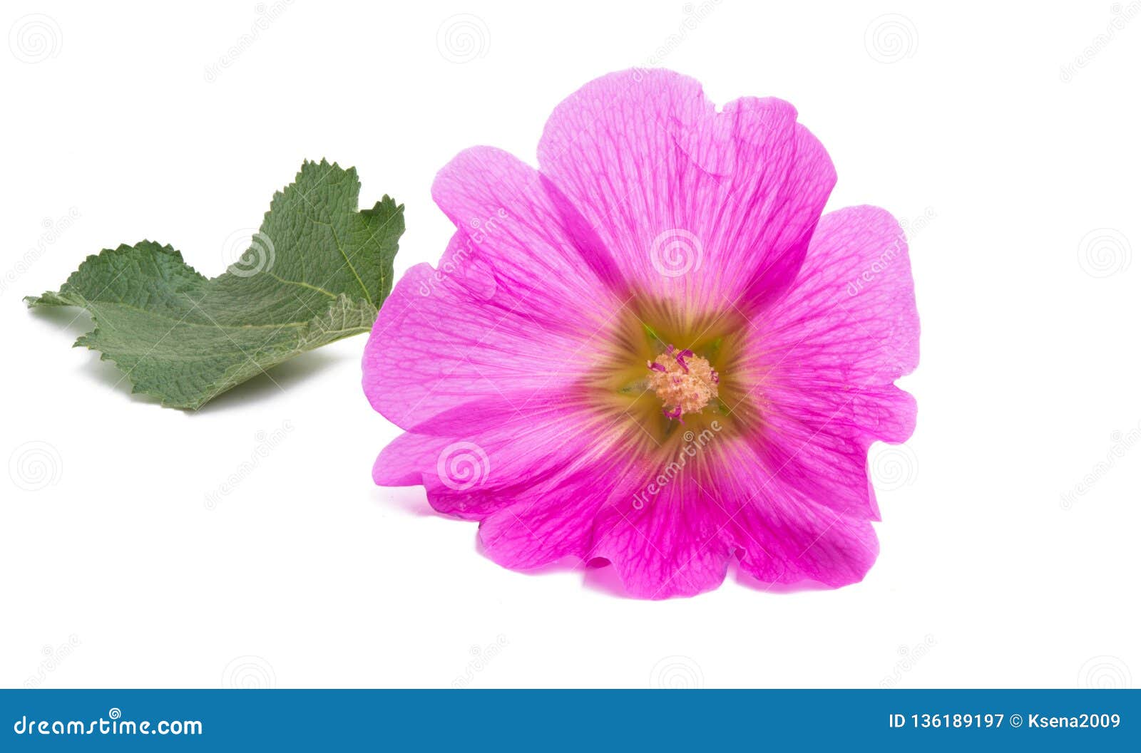 A Flor Cor-de-rosa Da Malva Isolou-se Imagem de Stock - Imagem de ...