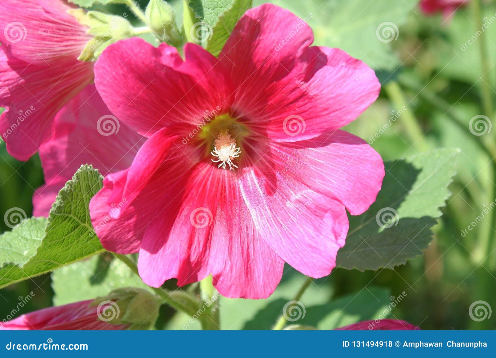 Flor Cor-de-rosa Da Malva Rosa No Fundo Das Folhas Foto de Stock ...