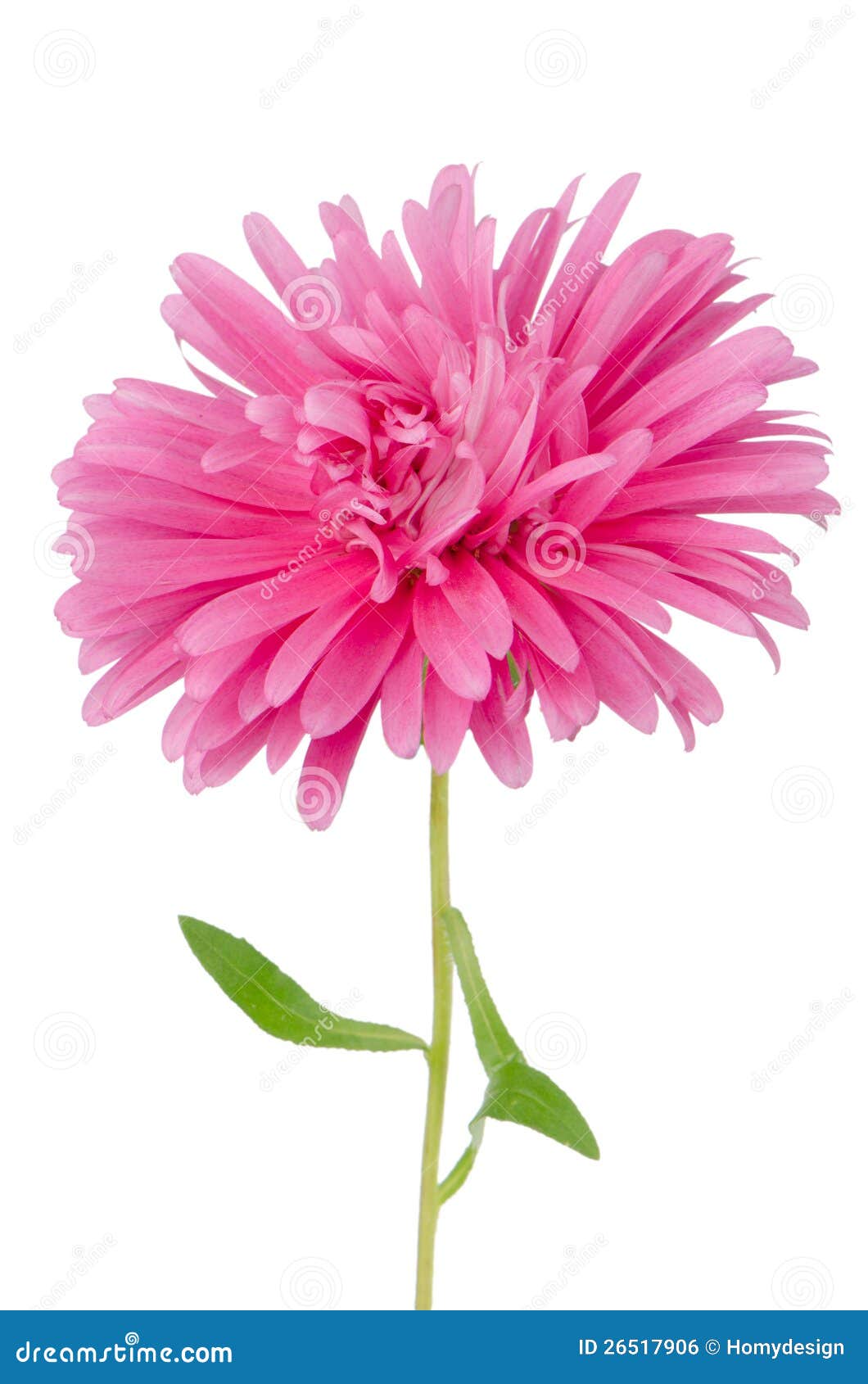 Flor Cor-de-rosa Da Margarida Foto de Stock - Imagem de detalhe, macro ...