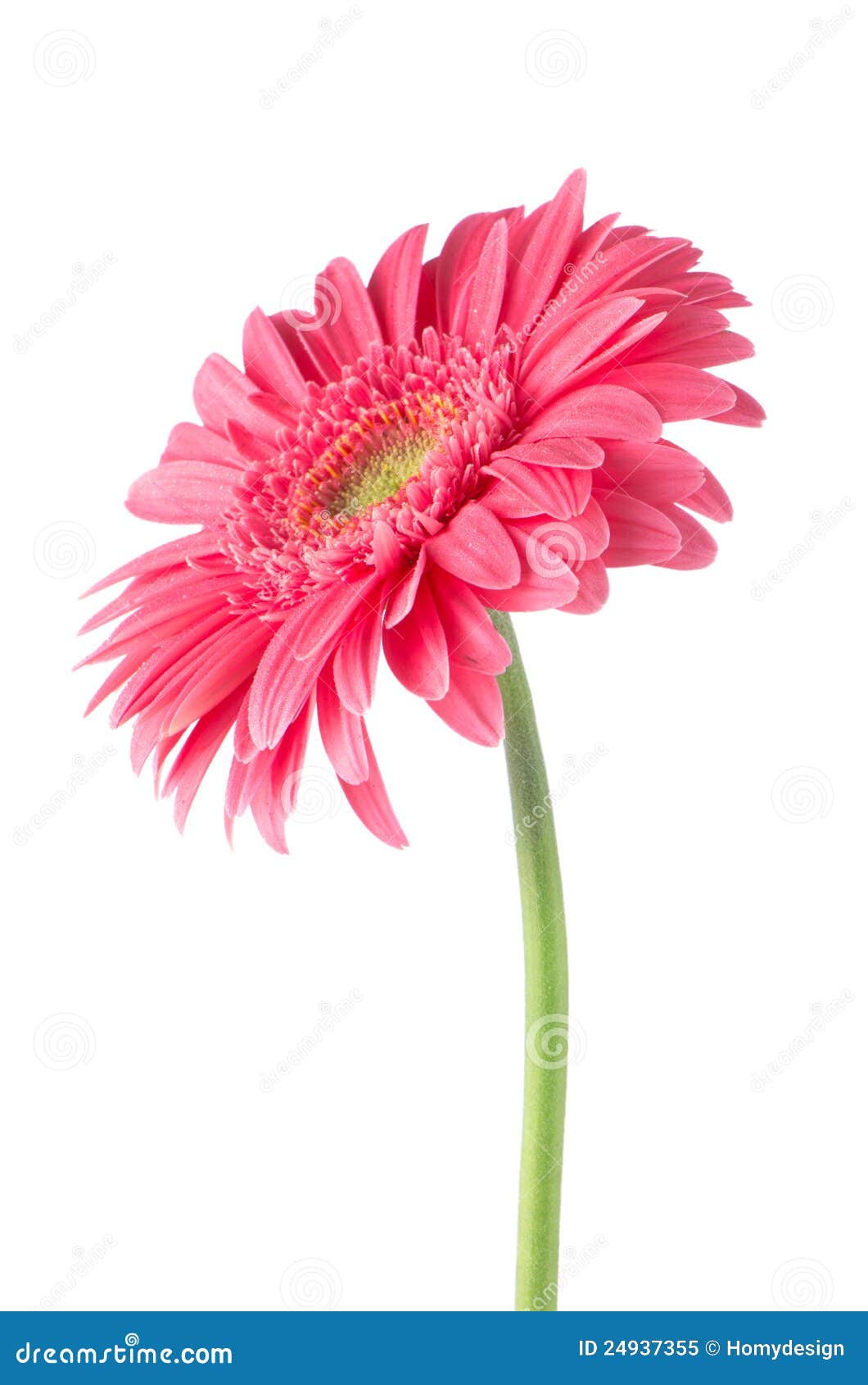 Flor Cor-de-rosa Da Margarida Do Gerbera Imagem de Stock - Imagem de ...