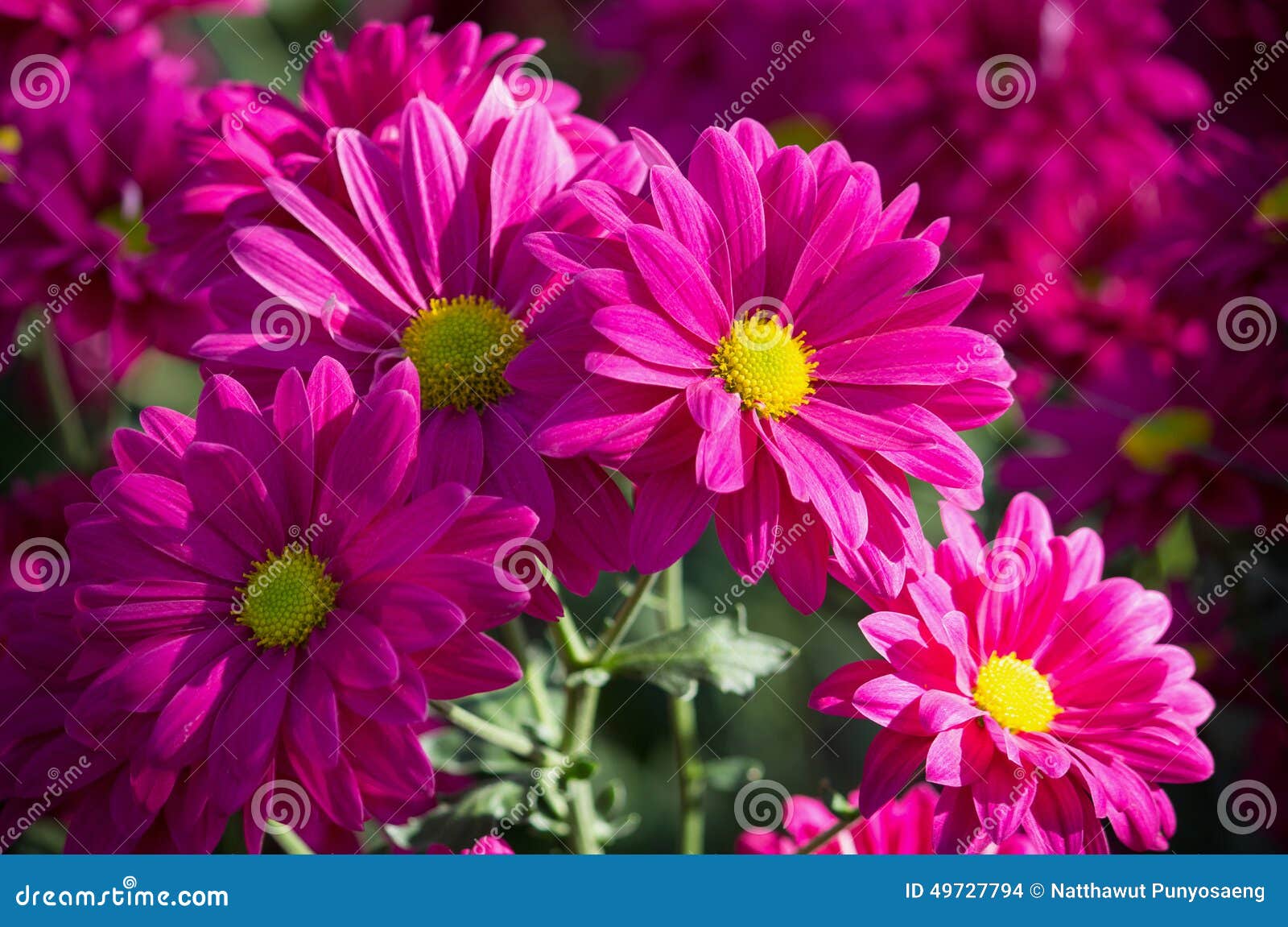 Flor Cor-de-rosa Da Margarida Dos Crisântemos Foto de Stock - Imagem de ...