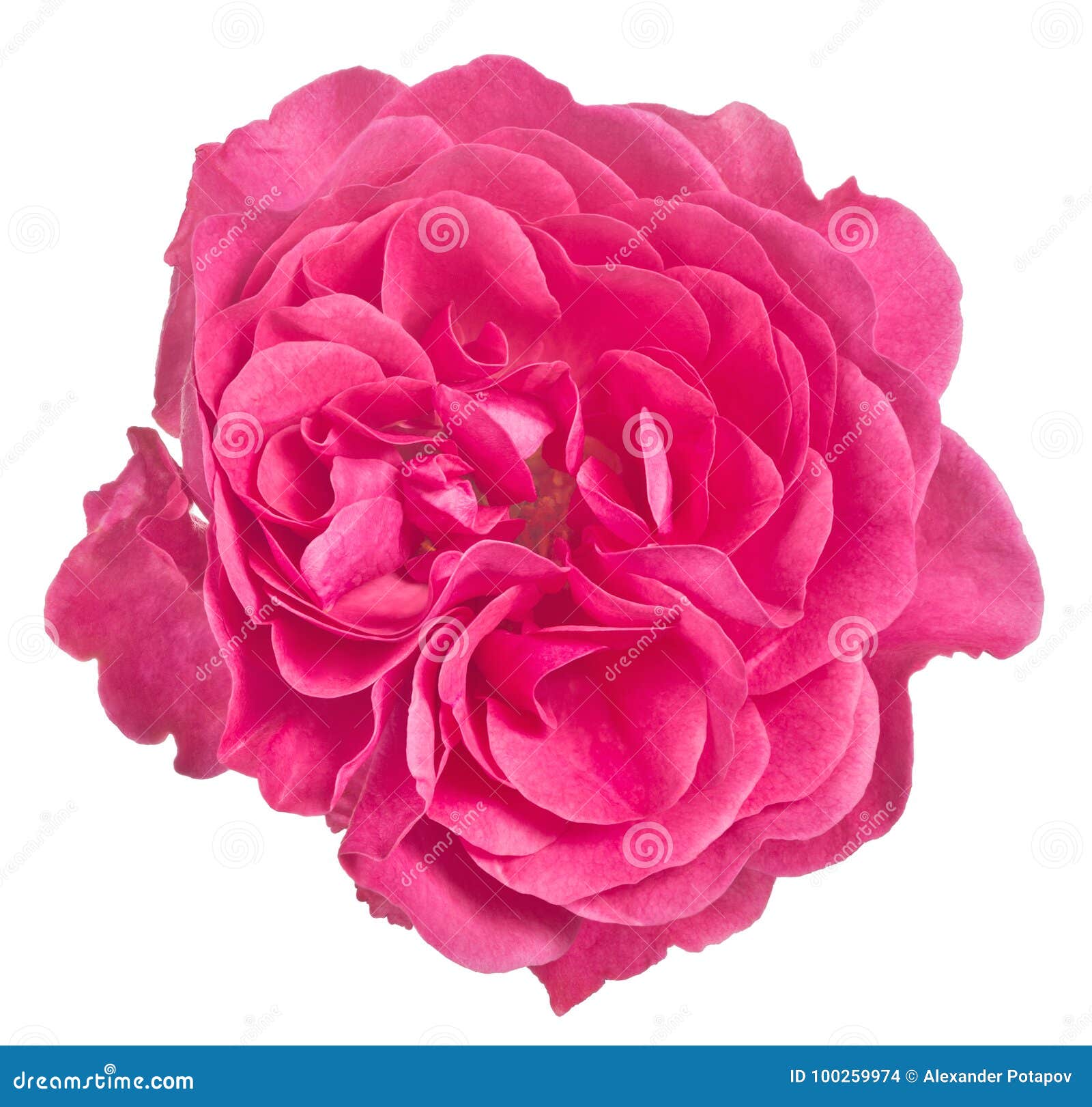 Flor Cor-de-rosa Densa Isolada Da Rosa Da Cor Foto de Stock - Imagem de ...