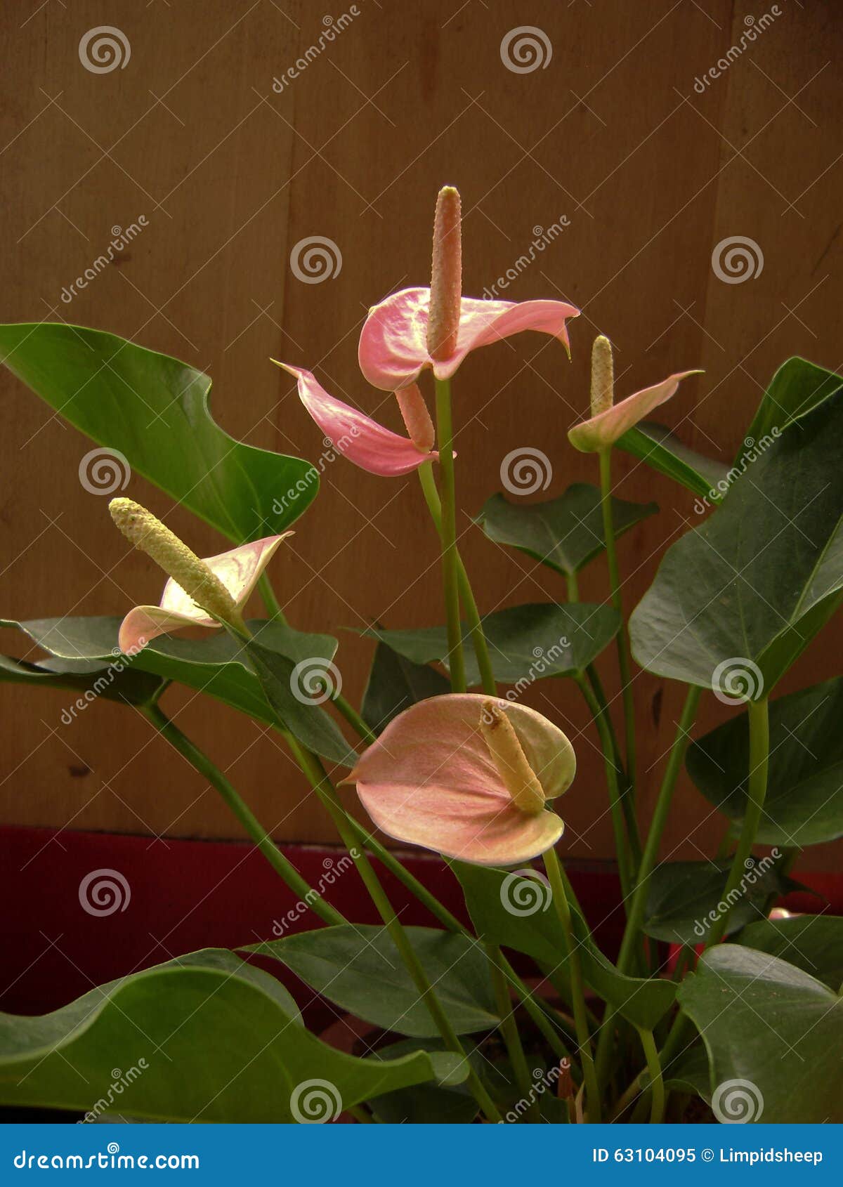 Flor Cor-de-rosa Do Andraeanum Do Antúrio Imagem de Stock - Imagem de ...