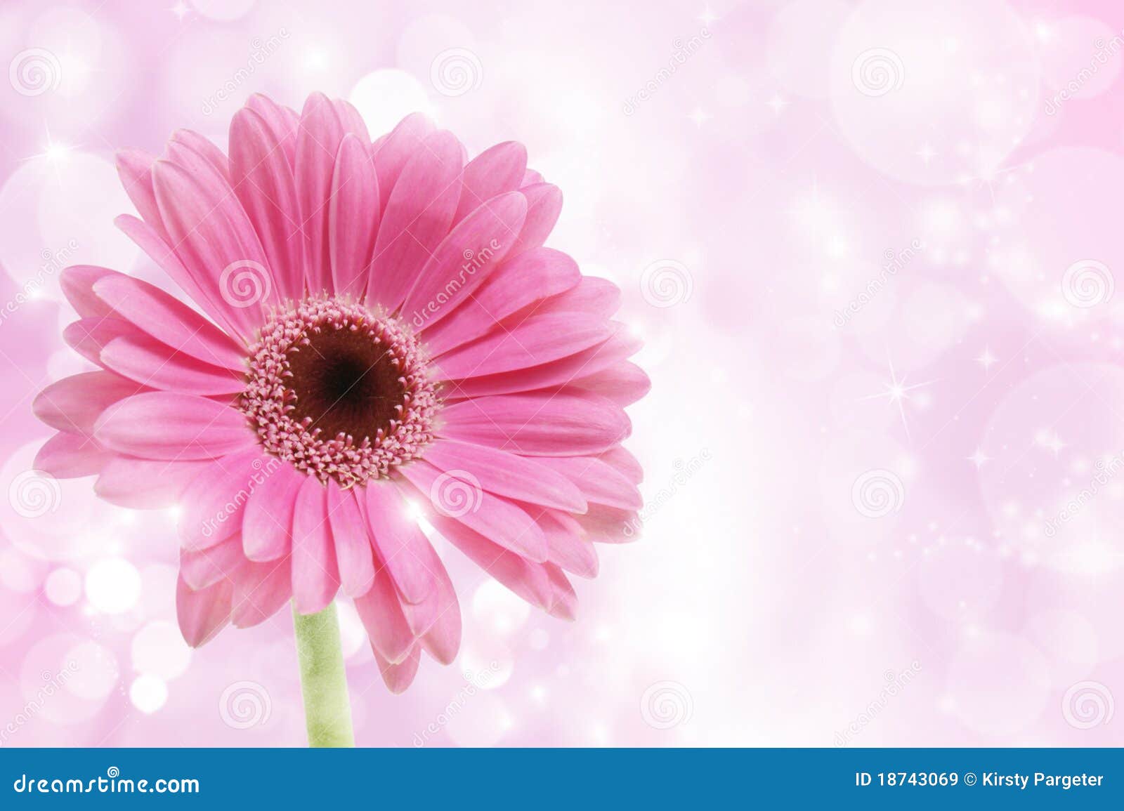 Flor Cor-de-rosa Do Gerbera Imagem de Stock - Imagem de objeto, planta ...