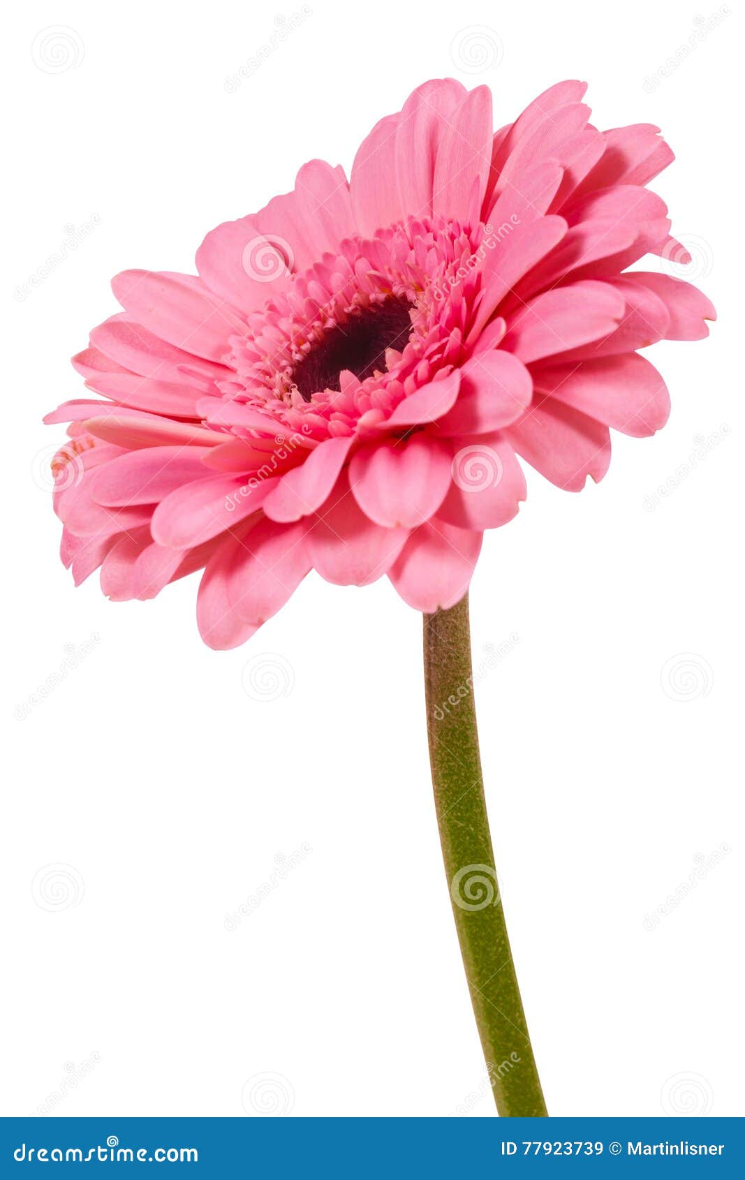Flor Cor-de-rosa Do Gerbera Isolada No Fundo Branco Imagem de Stock ...