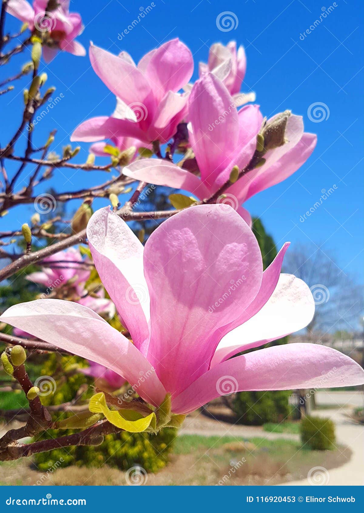 Flor Cor-de-rosa Do Magnolia Imagem de Stock - Imagem de mola ...