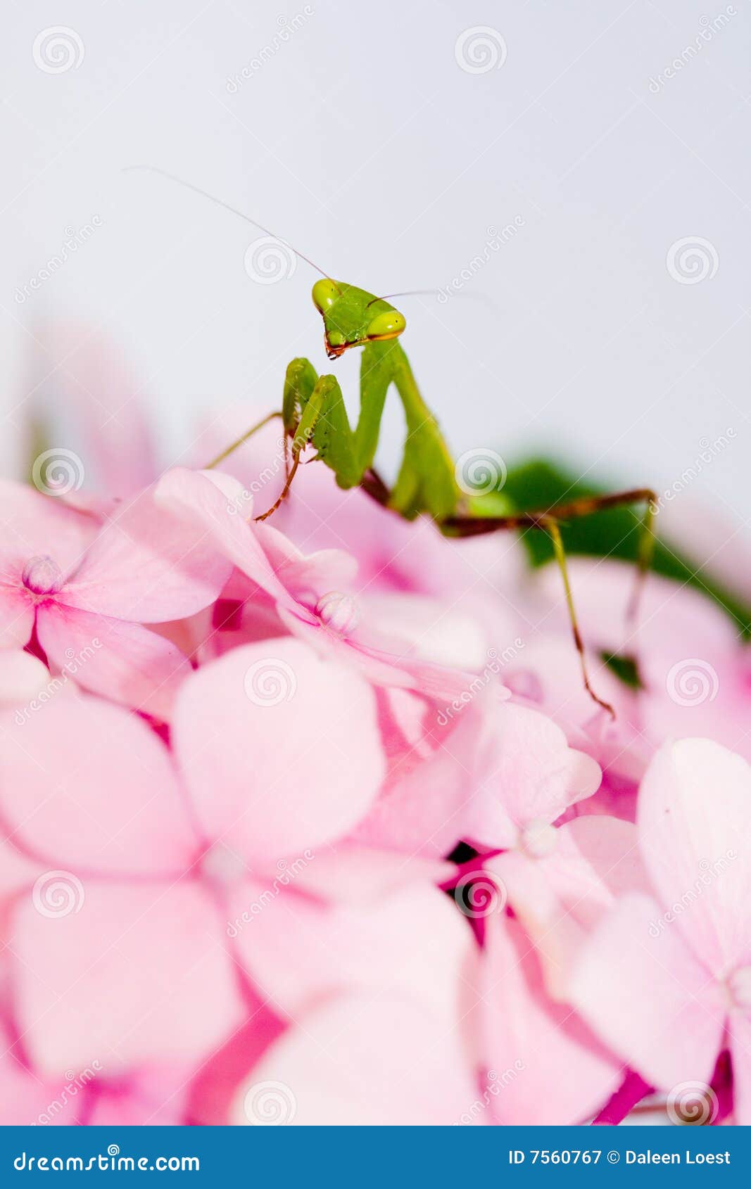 Flor Cor-de-rosa Do Mantis Praying Imagem de Stock - Imagem de retrato ...
