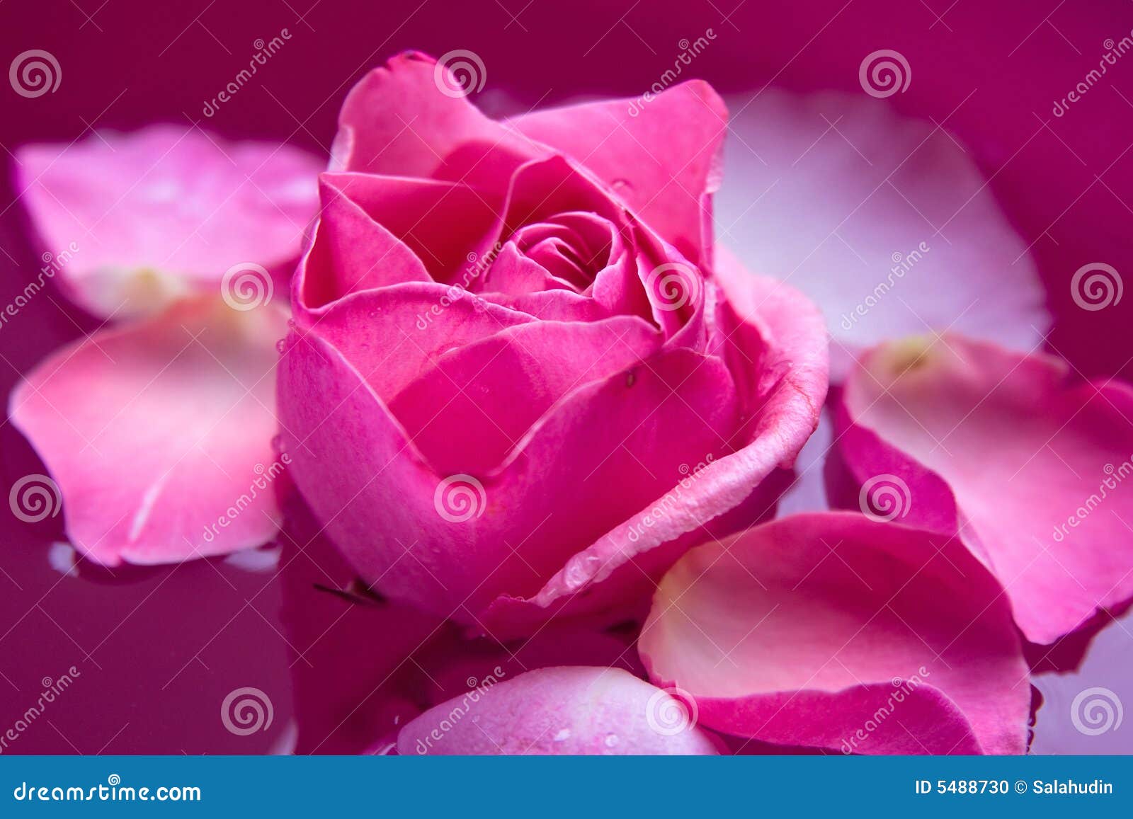 Flor cor-de-rosa do roxo foto de stock. Imagem de amor - 5488730
