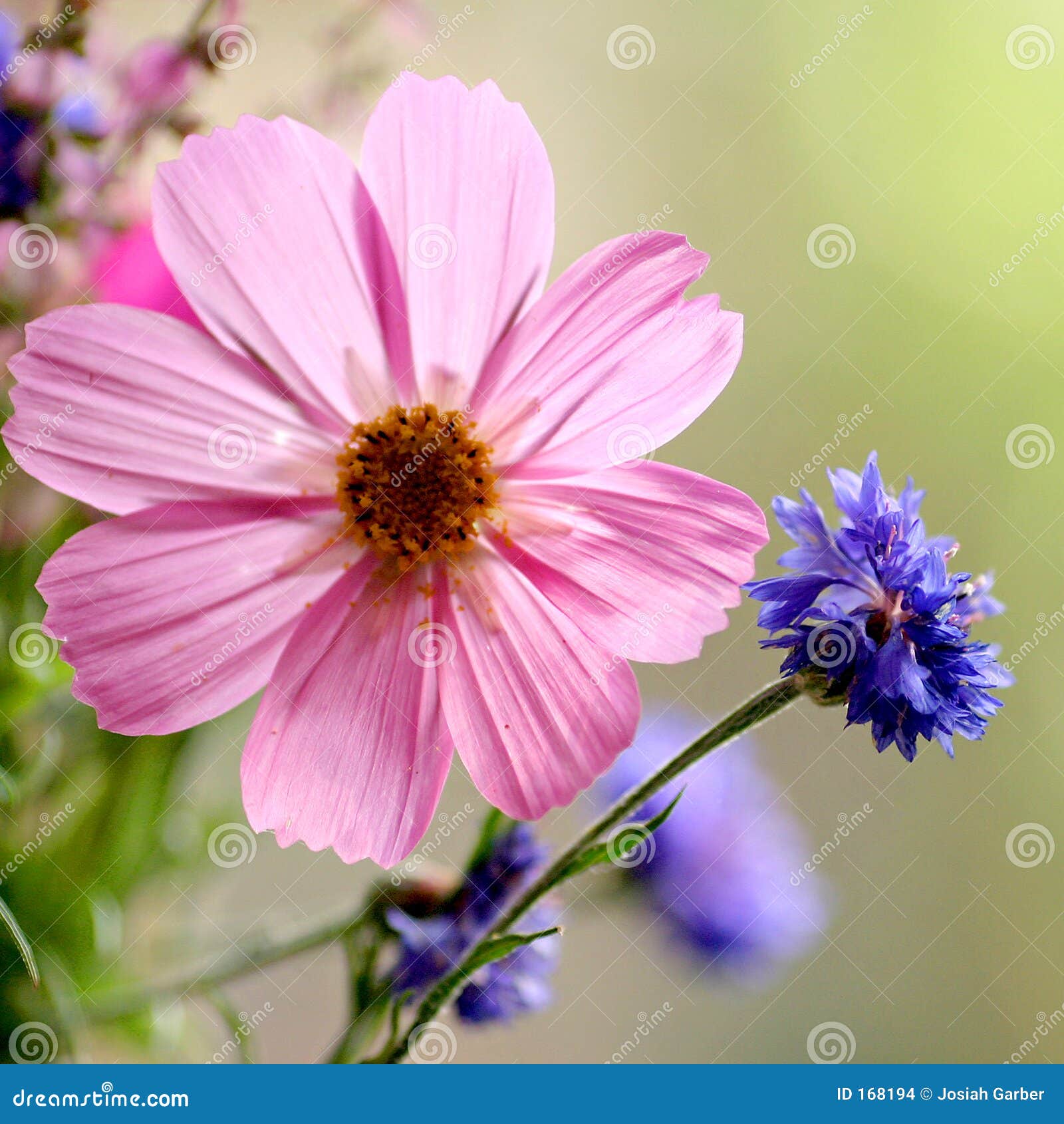 Flor cor-de-rosa e azul foto de stock. Imagem de delicado - 168194